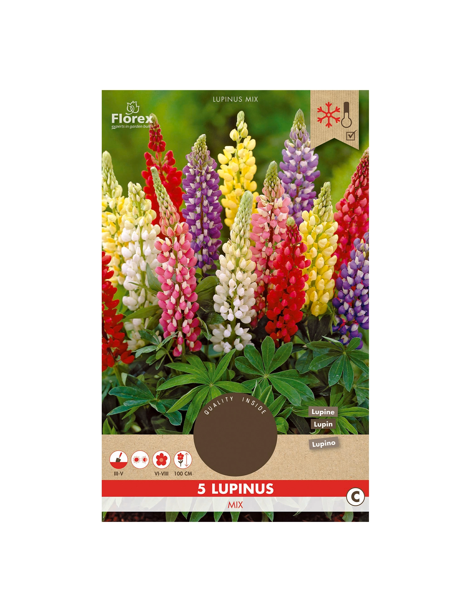 Lupin, Lupines mix. Pakke med 5 løg | Plantorama