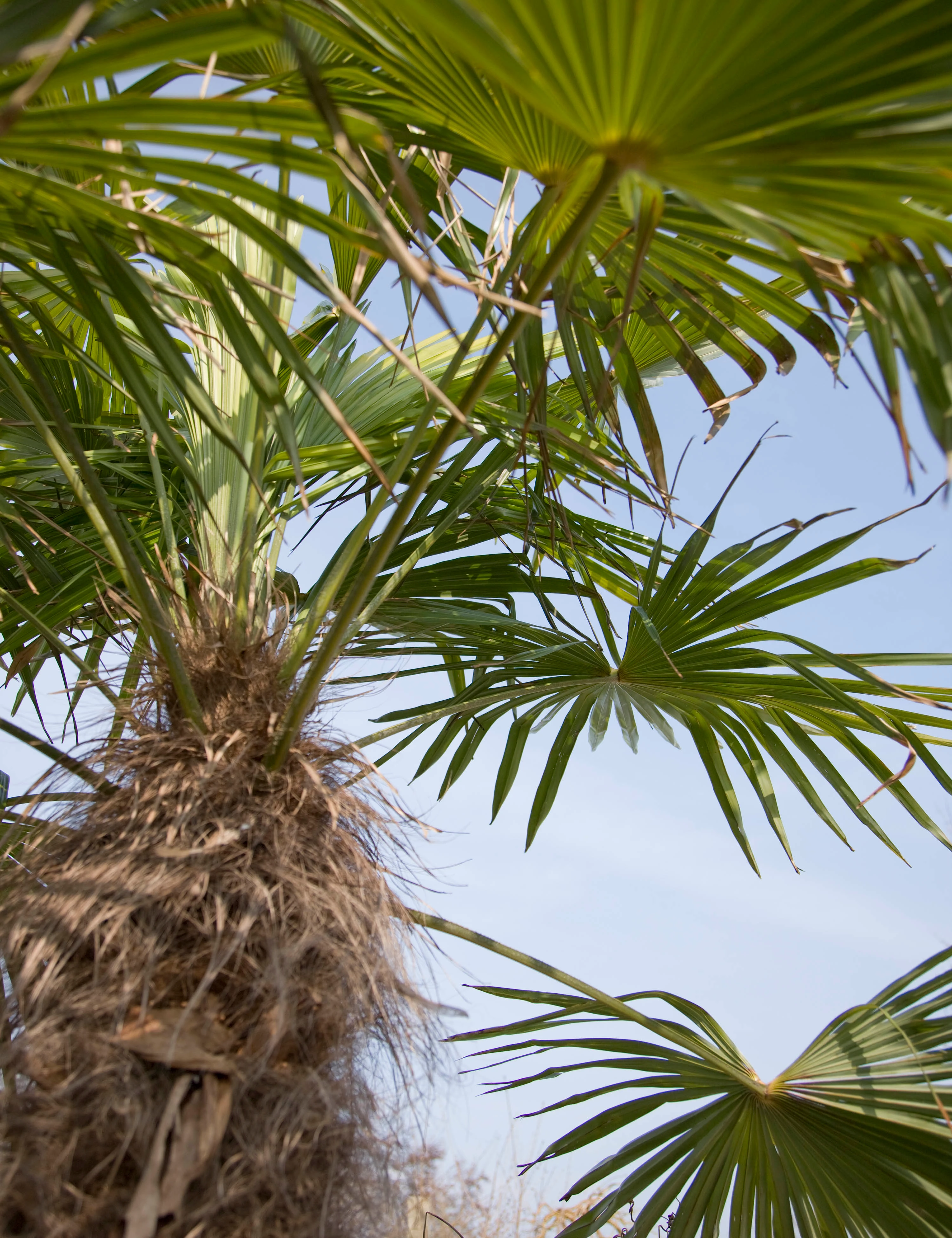Hørpalme Opstammet Trachycarpus Fortunei 55 Liter Potte 80 Cm