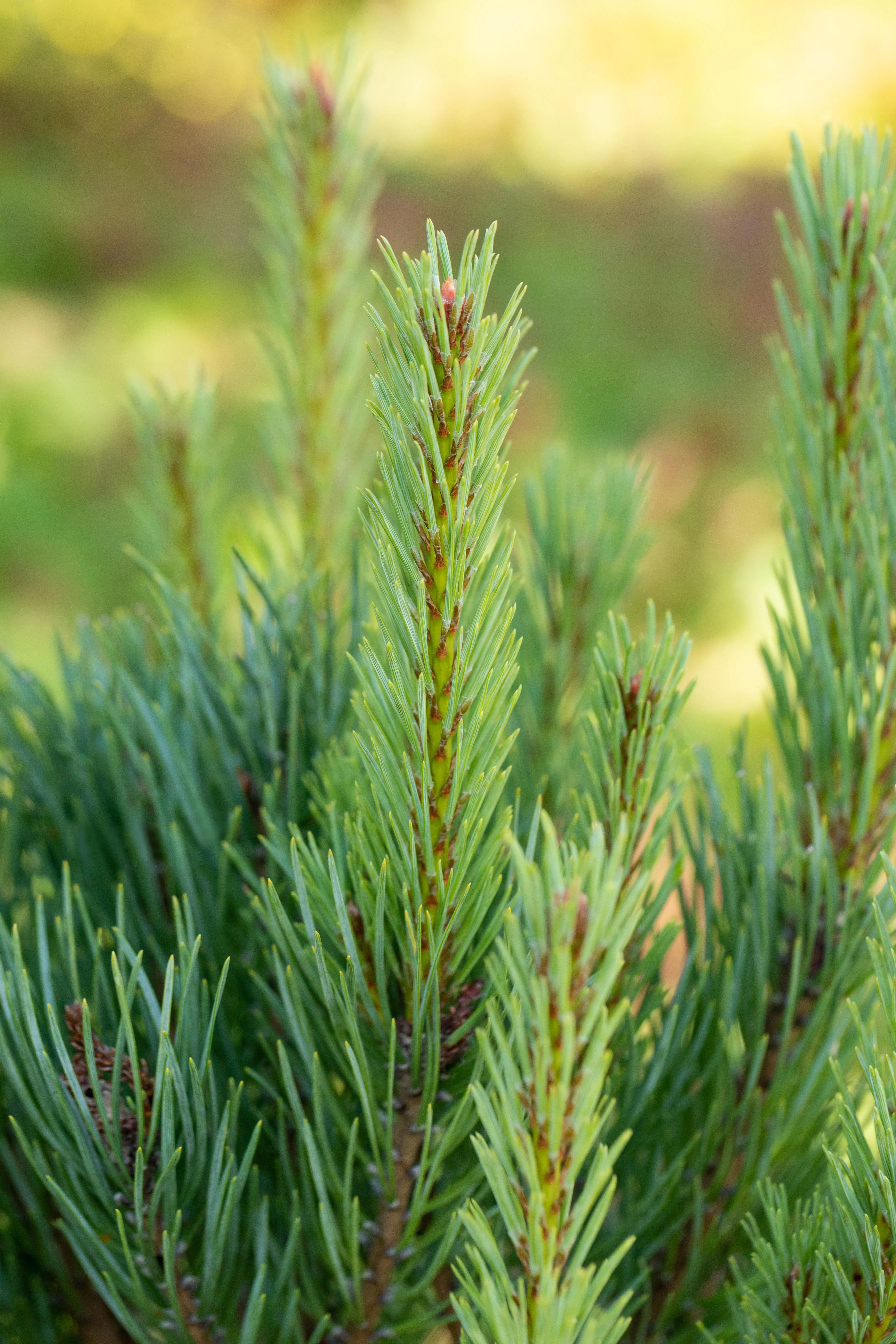 Dværg skovfyr, opstammet, Pinus syl. 'Watereri', 45 liter potte, 90 cm | Plantorama