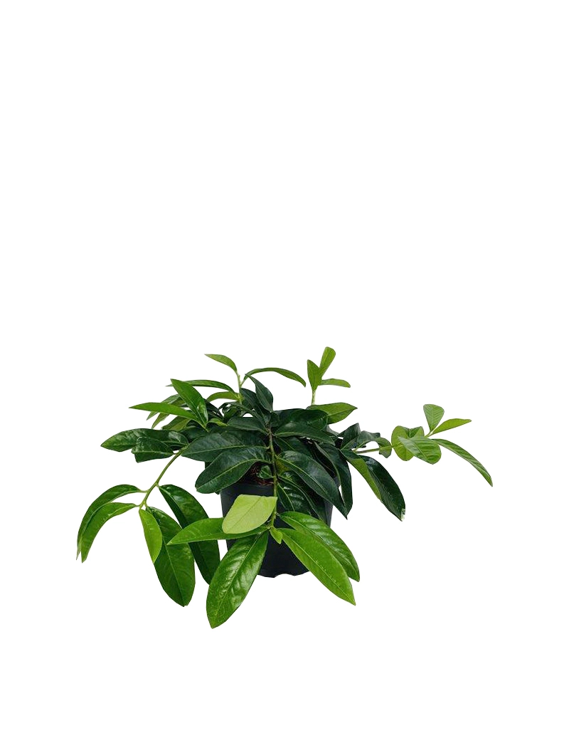 Kirsebærlaurbær, Prunus lau. 'Mount Vernon', 3,5 liter potte,20+cm ...