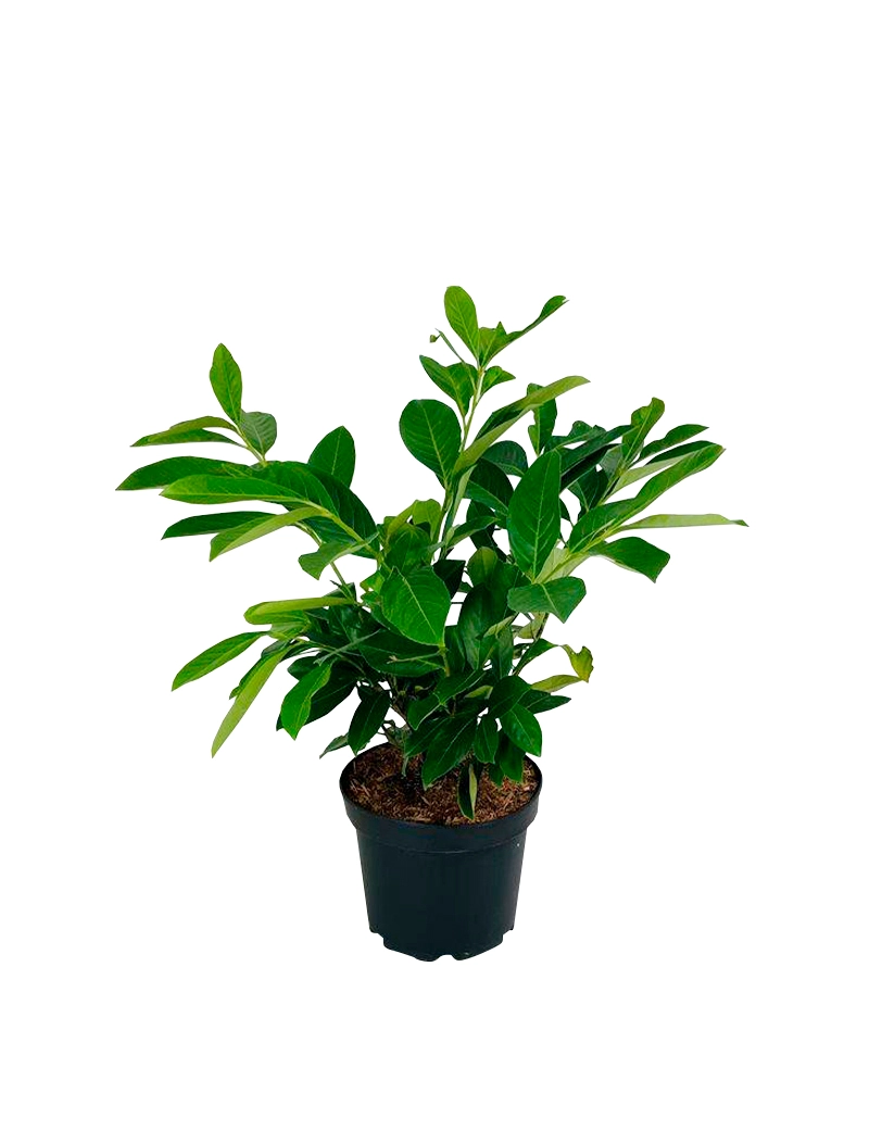 Kirsebærlaurbær, Prunus lau. 'Herbergii', 3,5 liter potte,30+cm ...