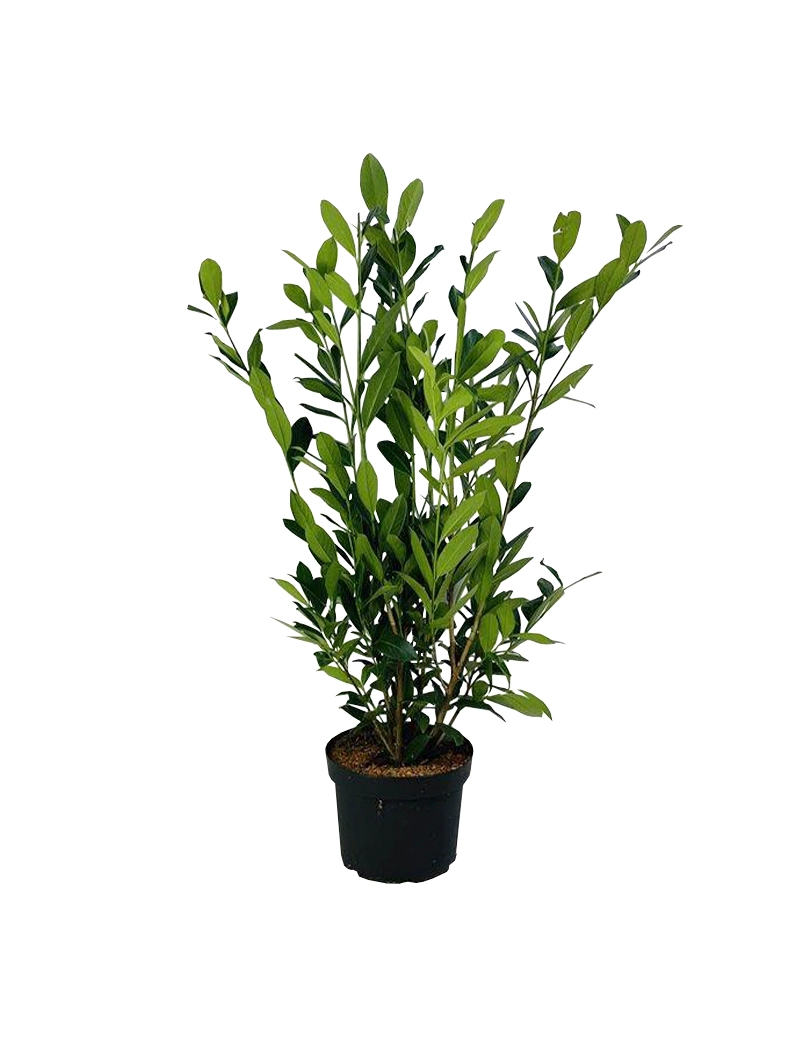 Kirsebærlaurbær, Prunus lau. 'Caucasica', 10 liter potte,100+cm ...
