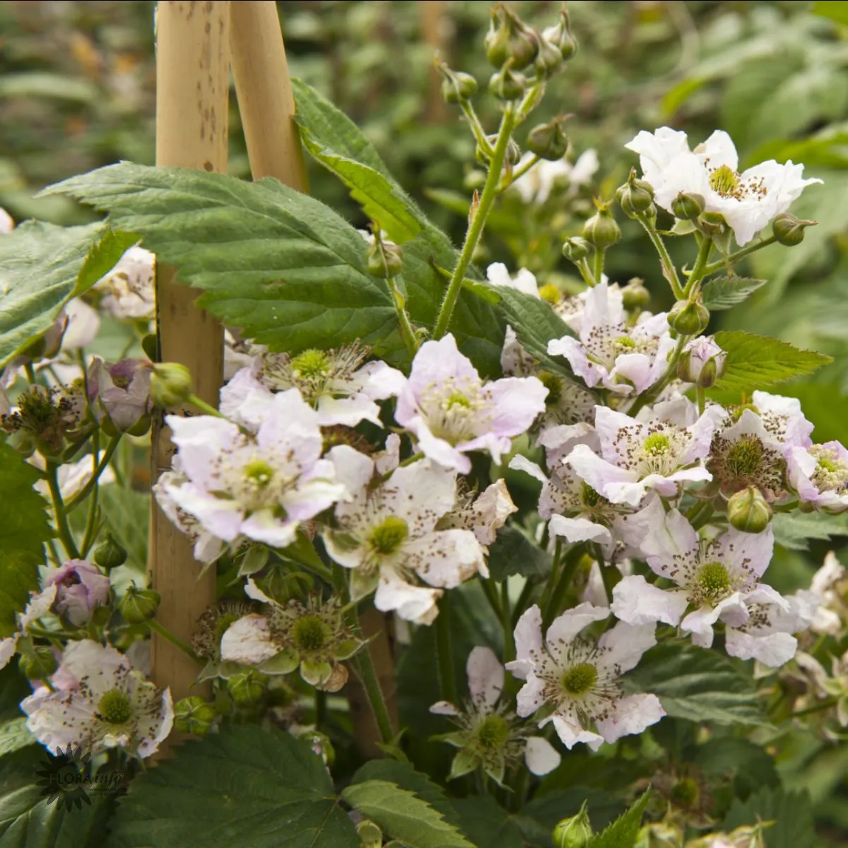Brombær, tornfri, Rubus fruticosus 'Black Satin', 5 liter potte ...