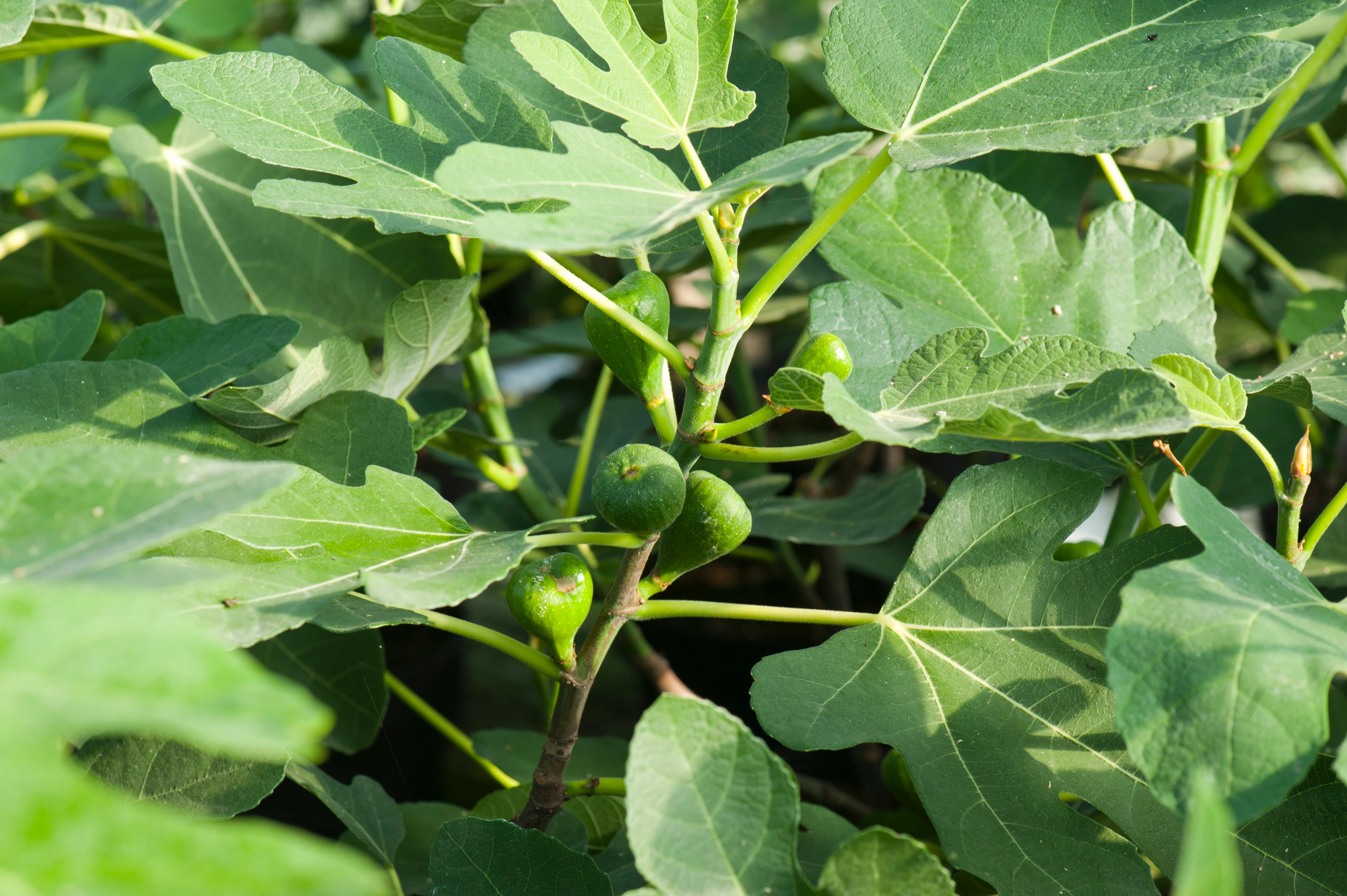 Dansk figen, Ficus car. 'Røsnæs', 5 liter potte | Plantorama