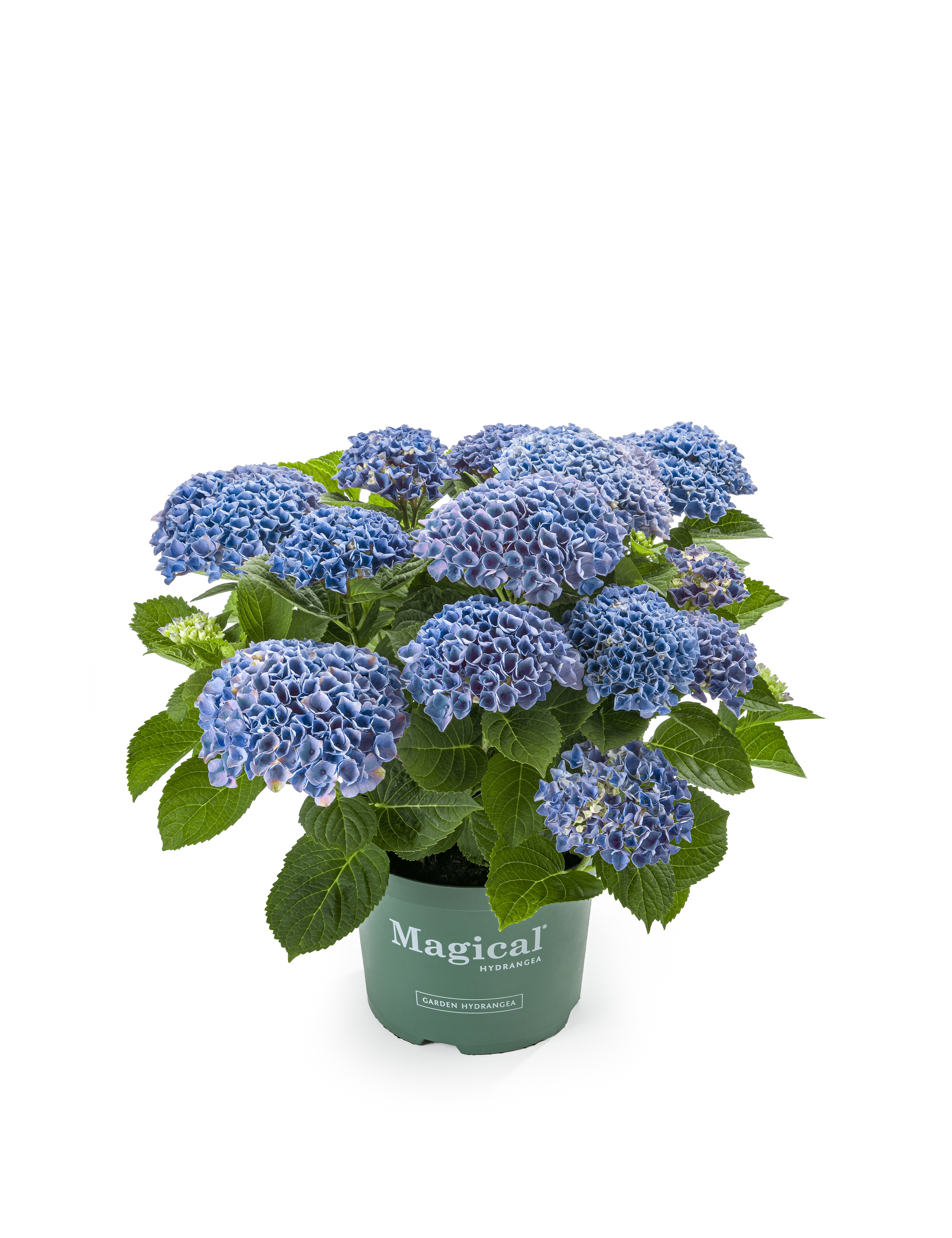 Hortensia, blå, Hydrangea 'Magical Evolution'®, 5 liter potte | Plantorama