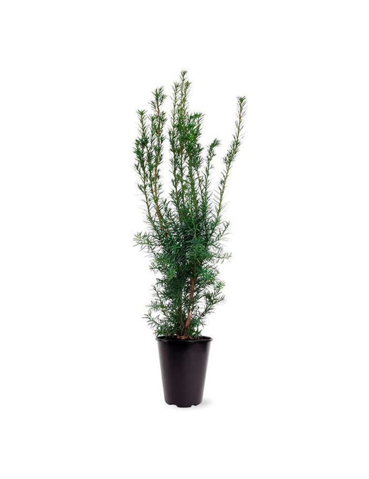 Taks, Taxus med. 'Hicksii', 4 liter potte, 60+cm | Plantorama