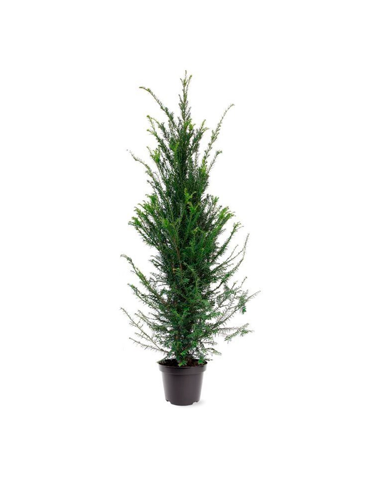Almindelig taks, Taxus baccata, 7,5 liter potte, 80+cm | Plantorama