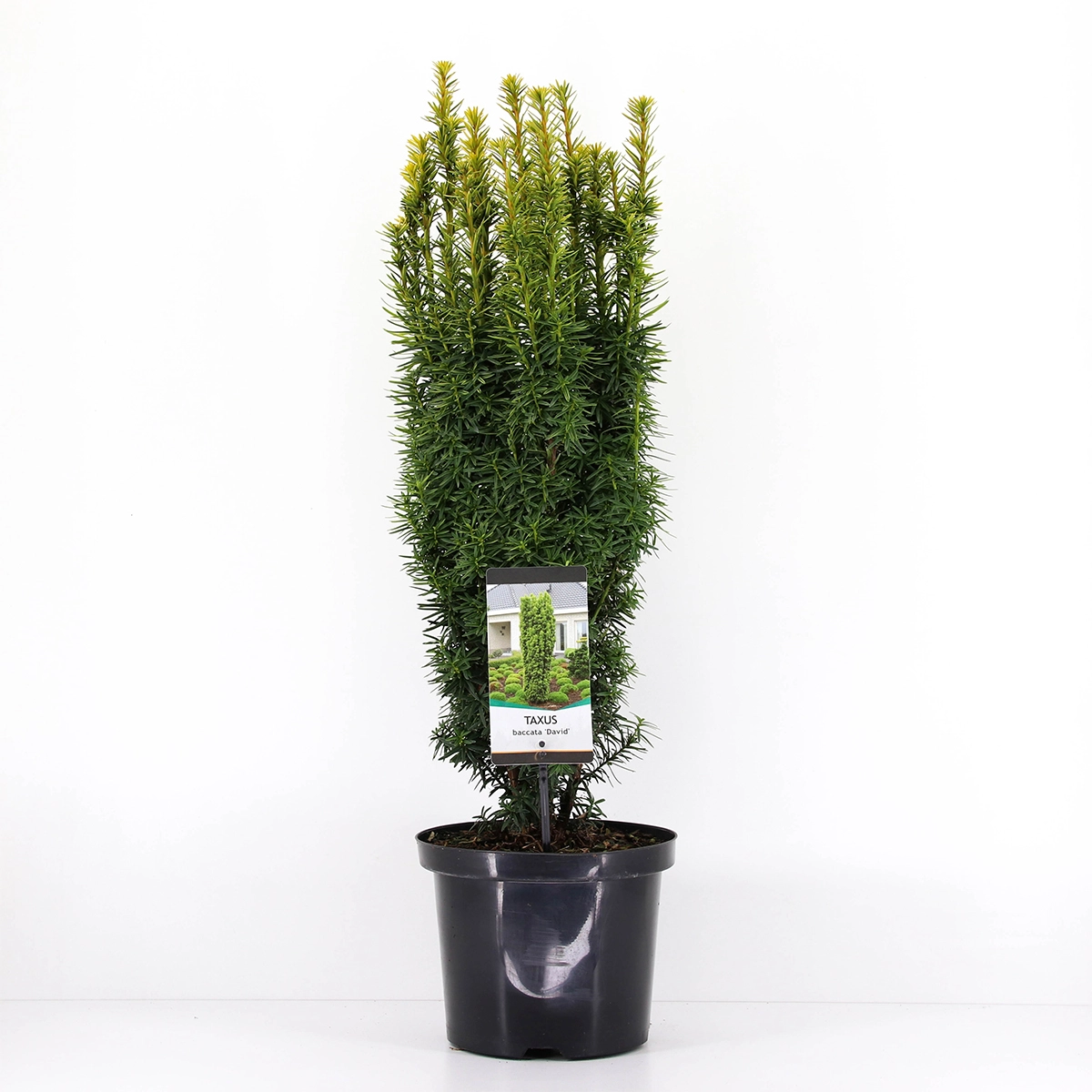 Søjletaks, Taxus bac. 'David', 5 liter potte, 50+cm | Plantorama