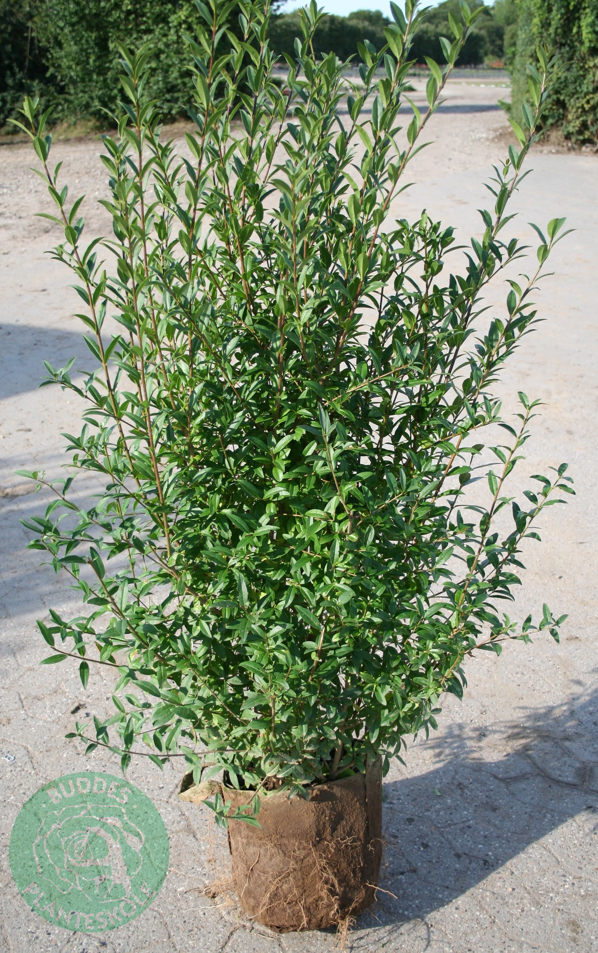 Liguster, Ligustrum vulgare, Pose, 125+cm | Plantorama