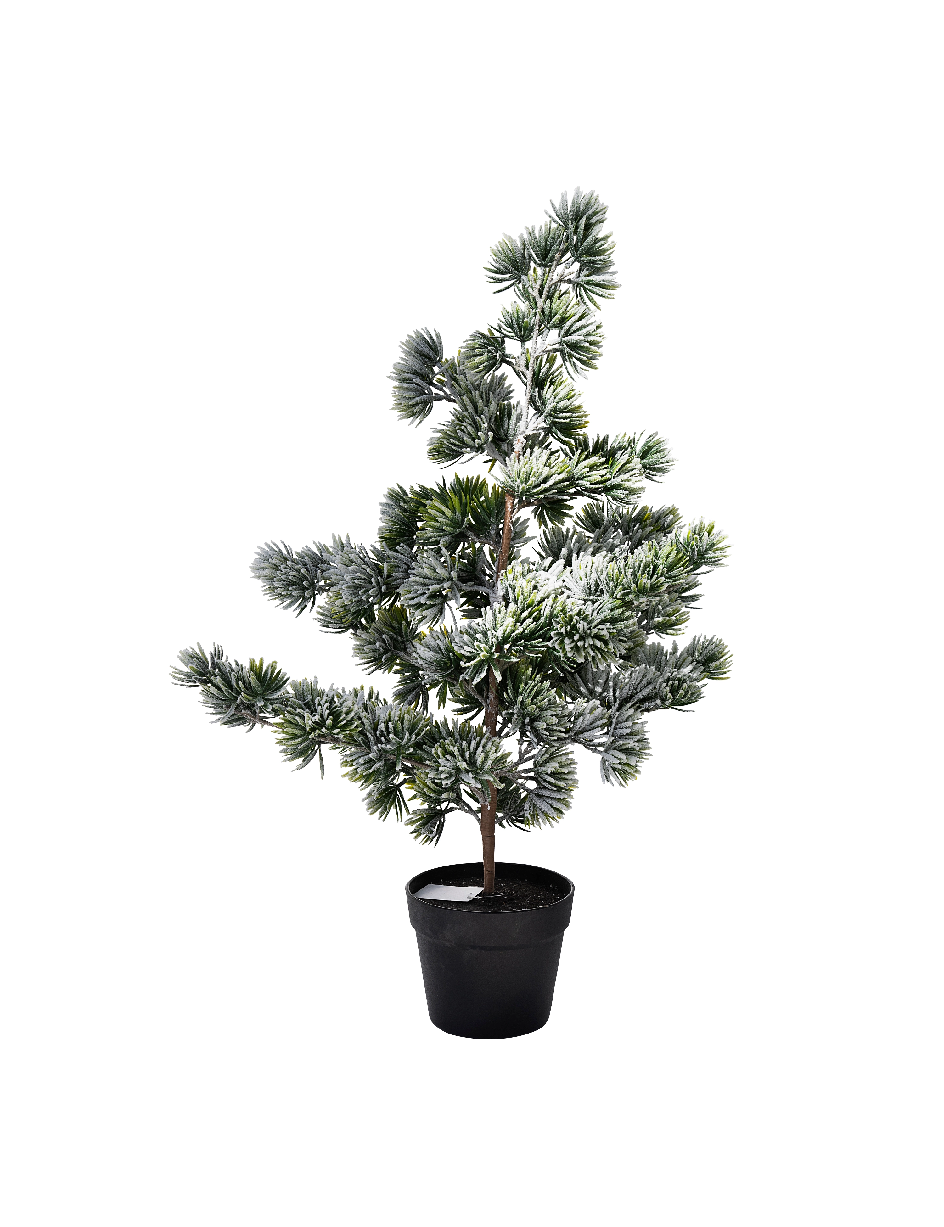 Cedertræ med "snow finish" H80 cm | Plantorama
