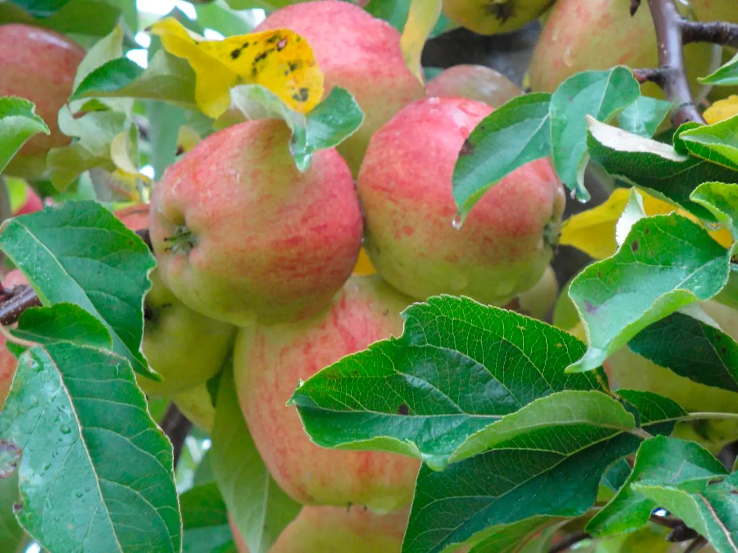 Æbletræ, Malus dom. 'Guldborg', 8,5 liter potte | Plantorama
