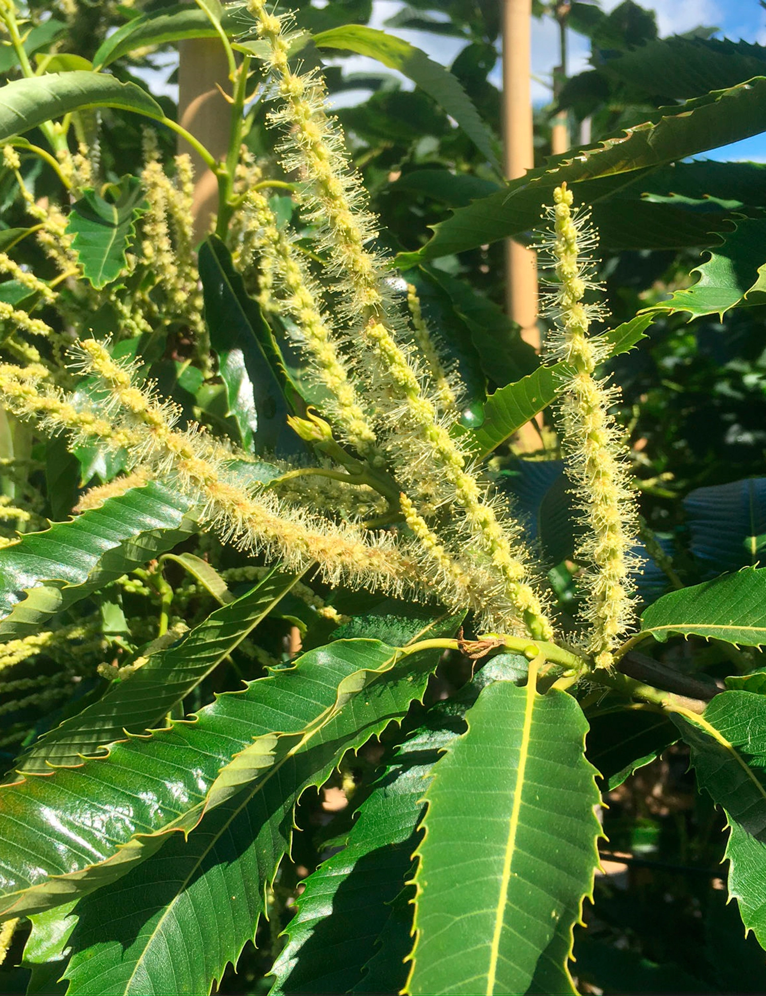 Ægte Kastanje, Castanea sativa, 12 liter potte, 200+cm | Plantorama