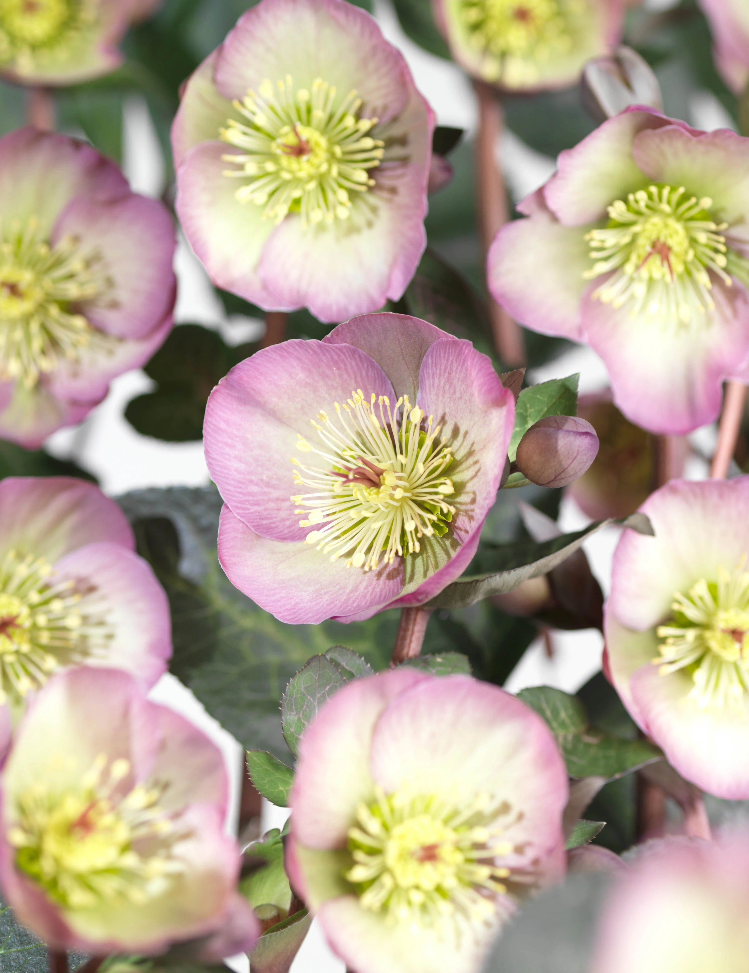Vinterklokke, Helleborus Ice N Rosés Picotee, 15 cm potte | Plantorama