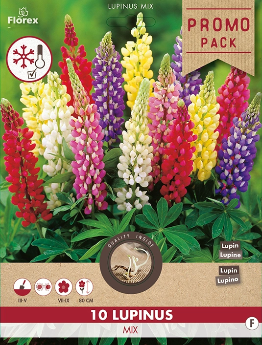 Lupine, Lupines mix . Pakke med 10 løg | Plantorama
