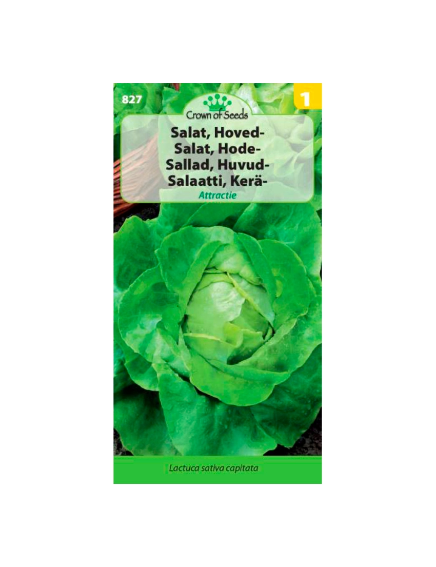 Salat, Hoved- | Plantorama