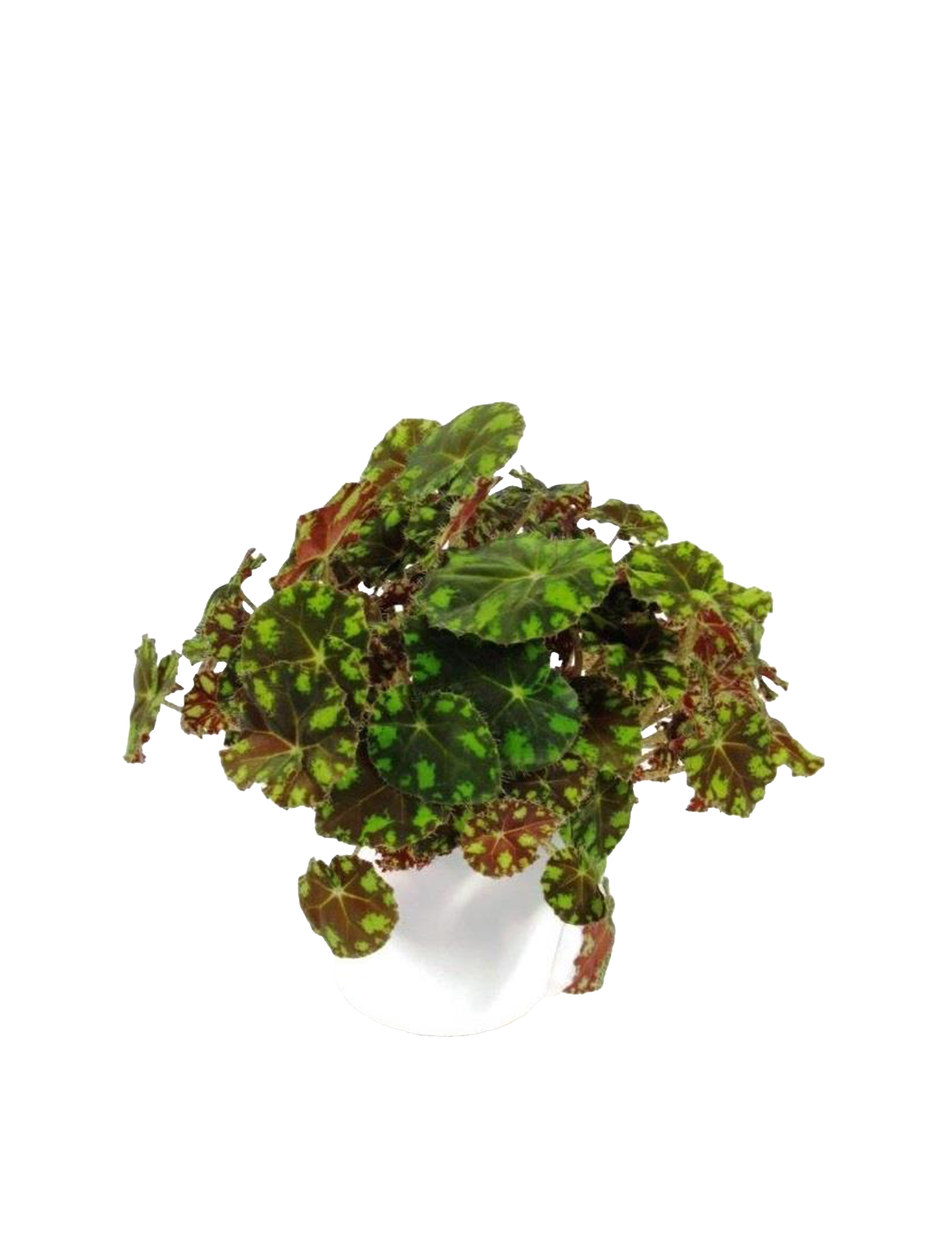 Kongebegonia, Begonia Rex-Hybrid 'Tiger', Ø12 cm potte | Plantorama