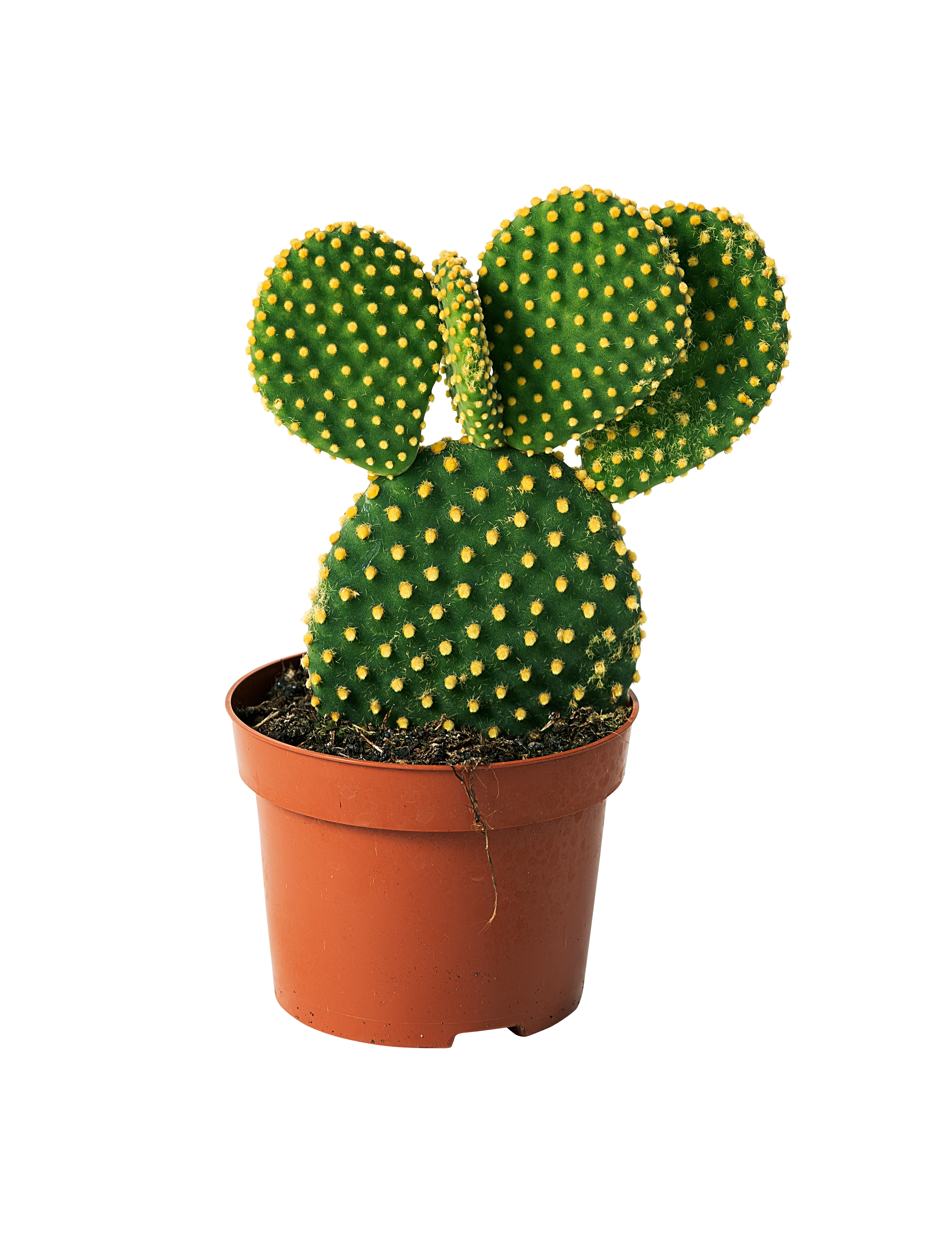 Mickey Mouse kaktus, Opuntia microdasys, Ø12 cm potte | Plantorama