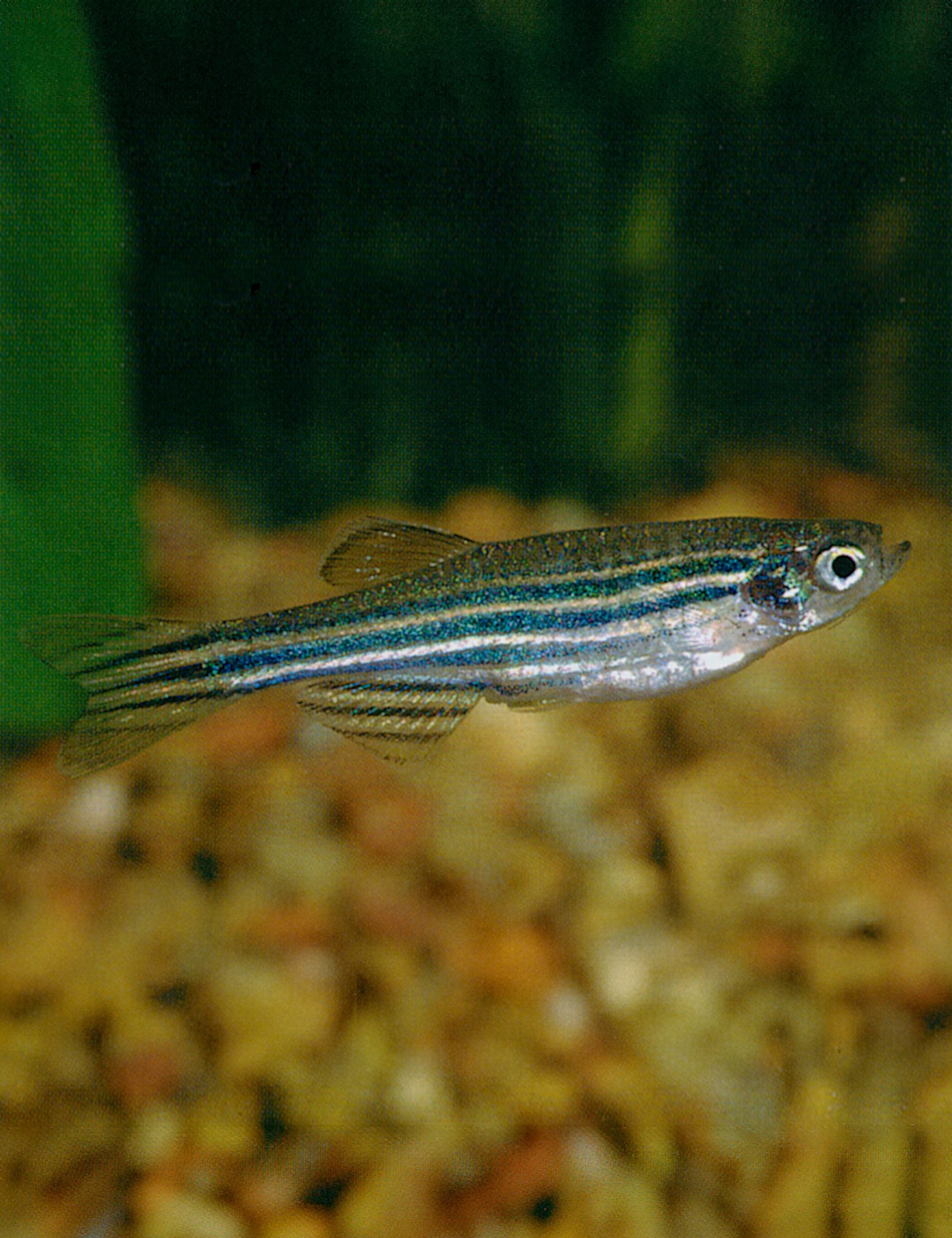 Zebrafisk | Plantorama