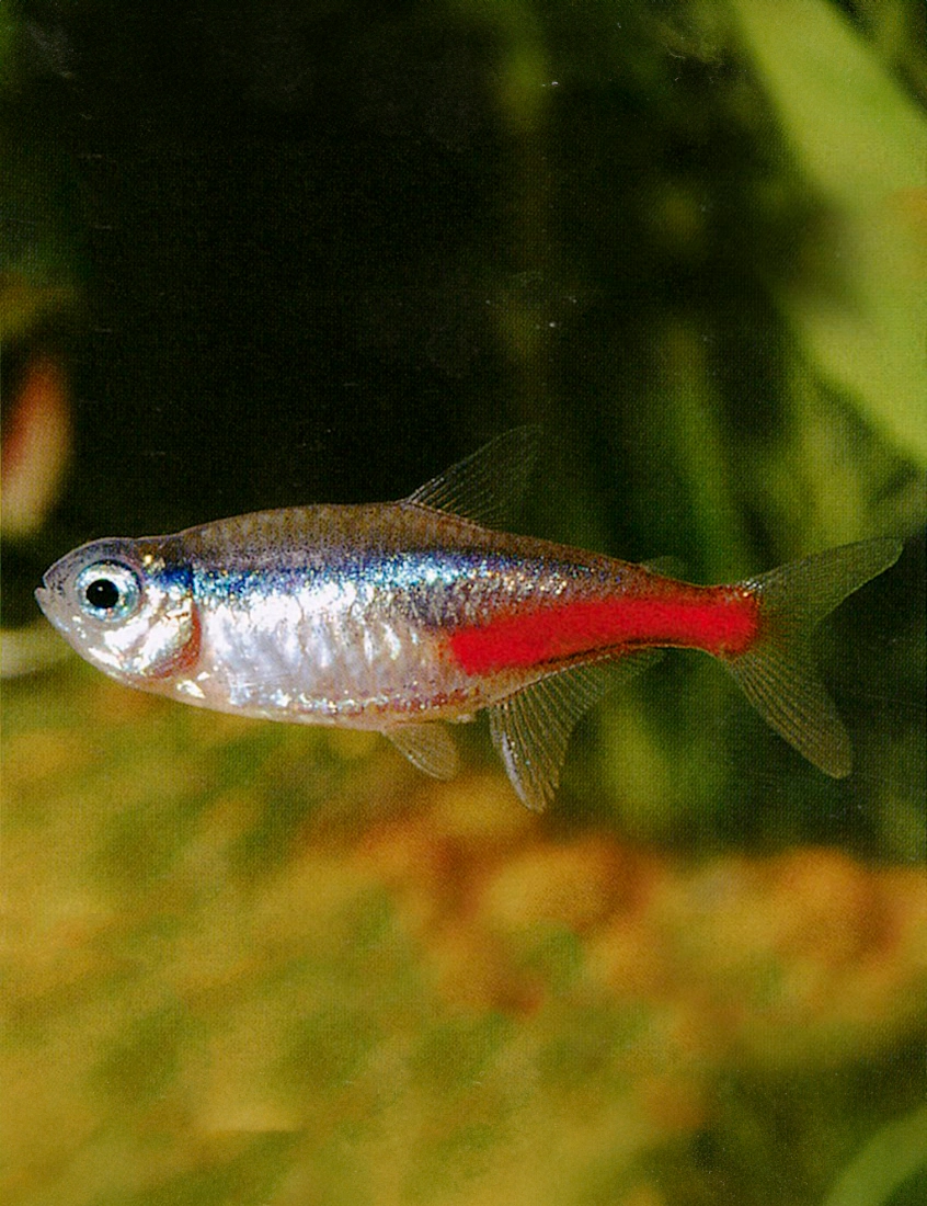 Neonfisk | Plantorama