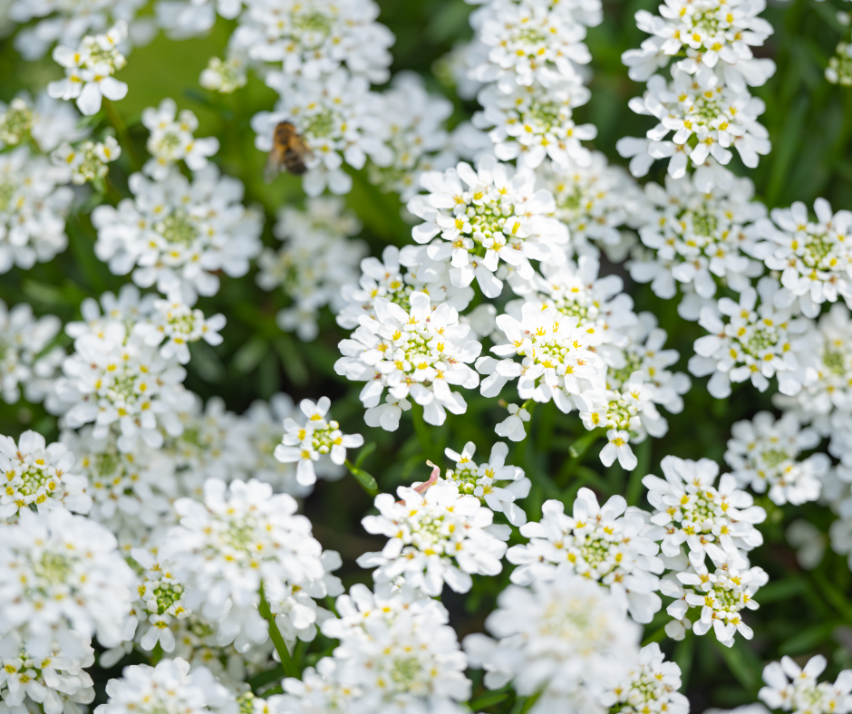 Sløjfeblomst, Iberis Semper, 13 cm potte | Plantorama