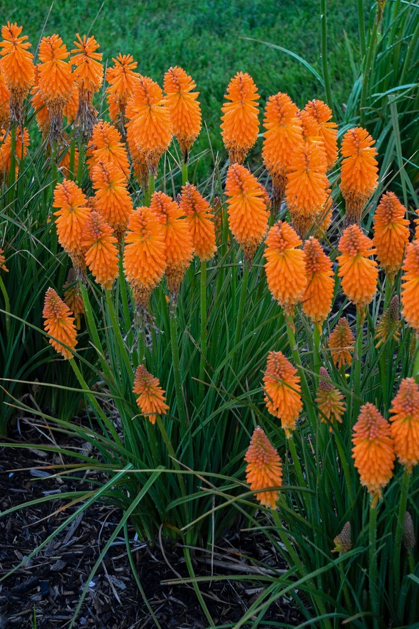 Raketblomst, Kniphofia hybrid 'Pyromania Orange Blaze', 1 liter potte ...