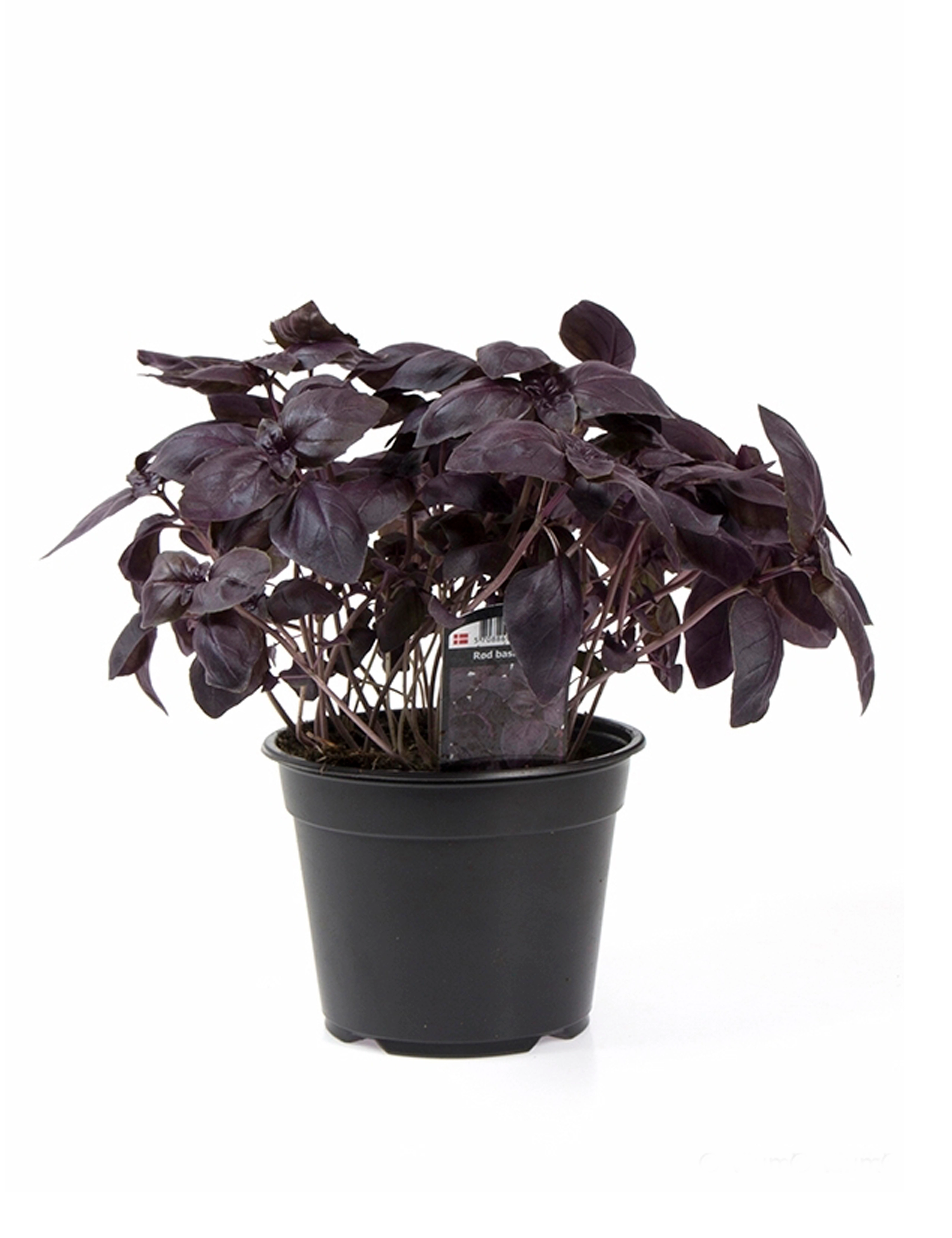 Rød basilikum, Ocimum Basilicum, Ø14 cm potte | Plantorama