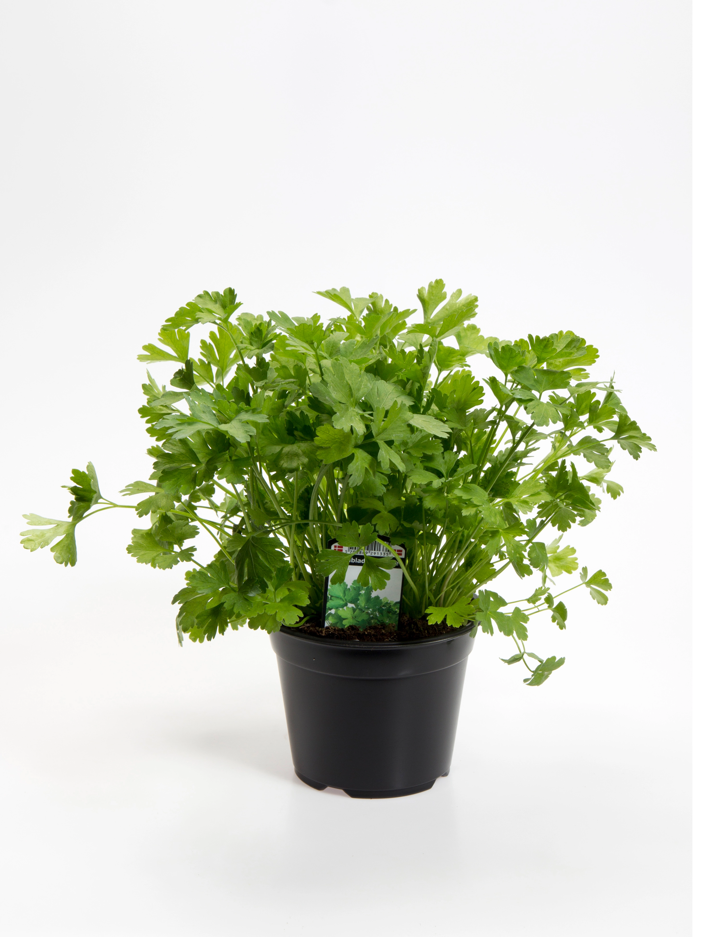 Bredbladet persille, Petroselinum Crispum, Ø14 cm potte | Plantorama