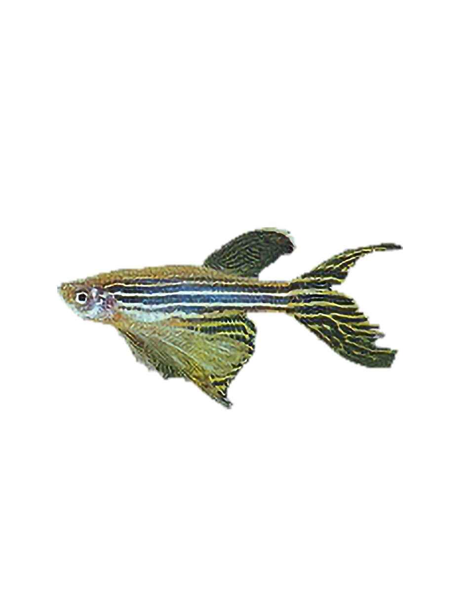 Zebrafisk Longfin | Plantorama