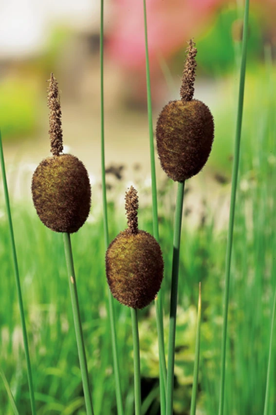 Dværg dunhammer, B, Typha minima, 9 cm potte | Plantorama