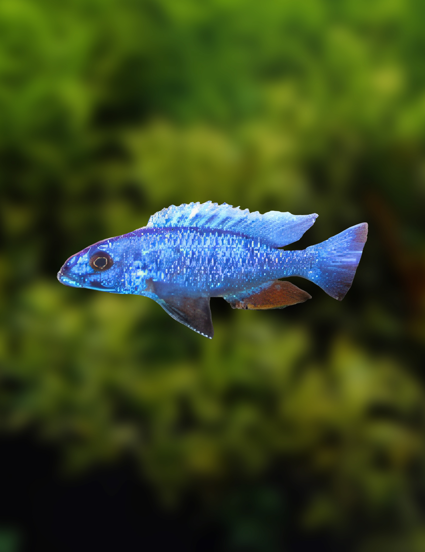 Jackson's Nkata | Plantorama