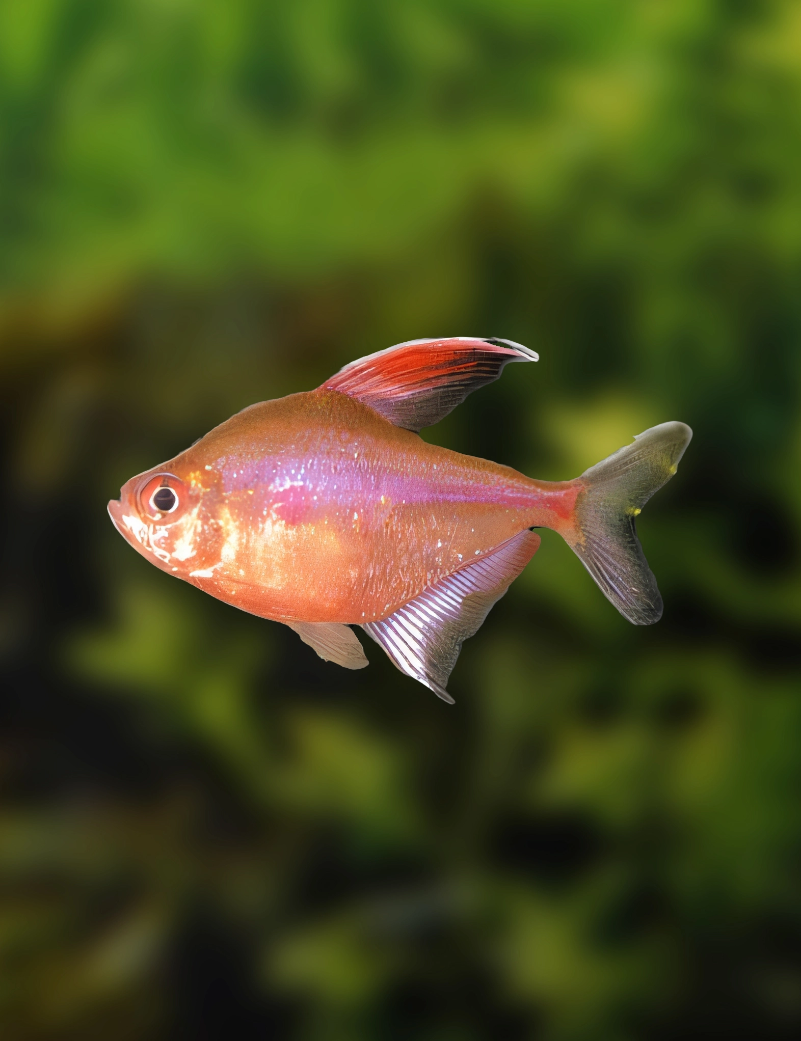 Blødende Hjerte Tetra | Plantorama