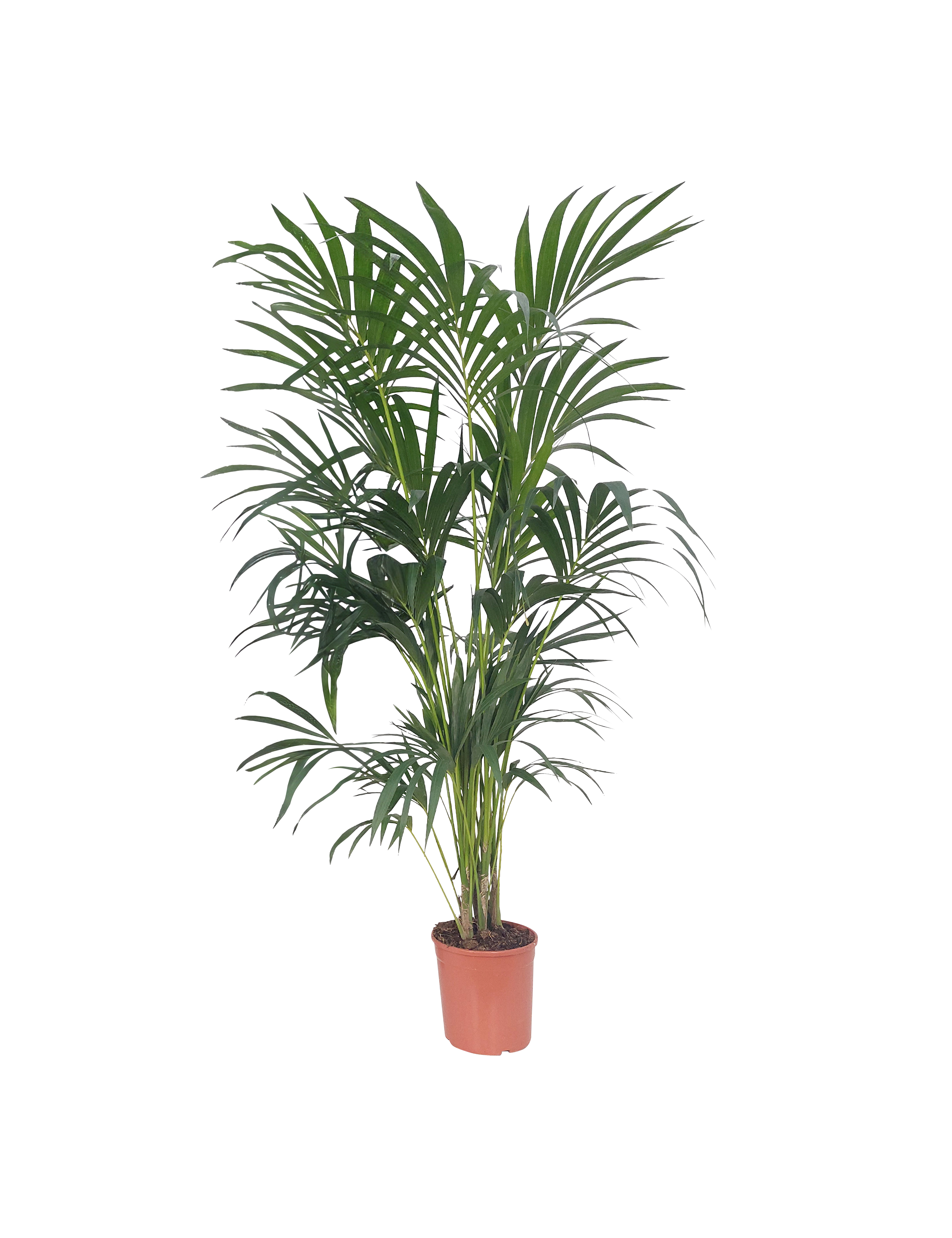 Kentiapalme, Howea forsteriana, Ø24 cm potte | Plantorama