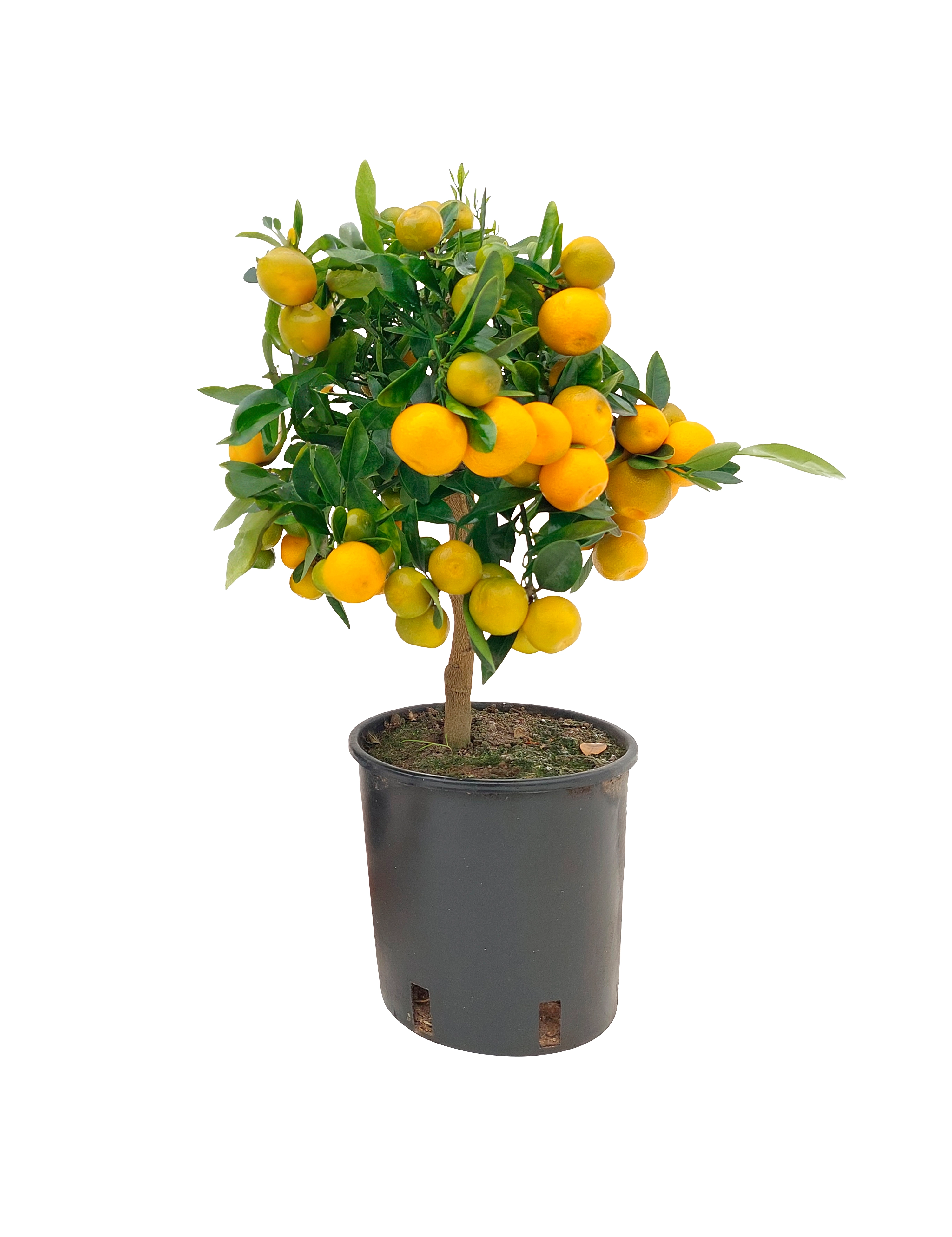 Mini mandarintræ, Citrus mitis 'Calamondin' , Ø17 cm potte | Plantorama