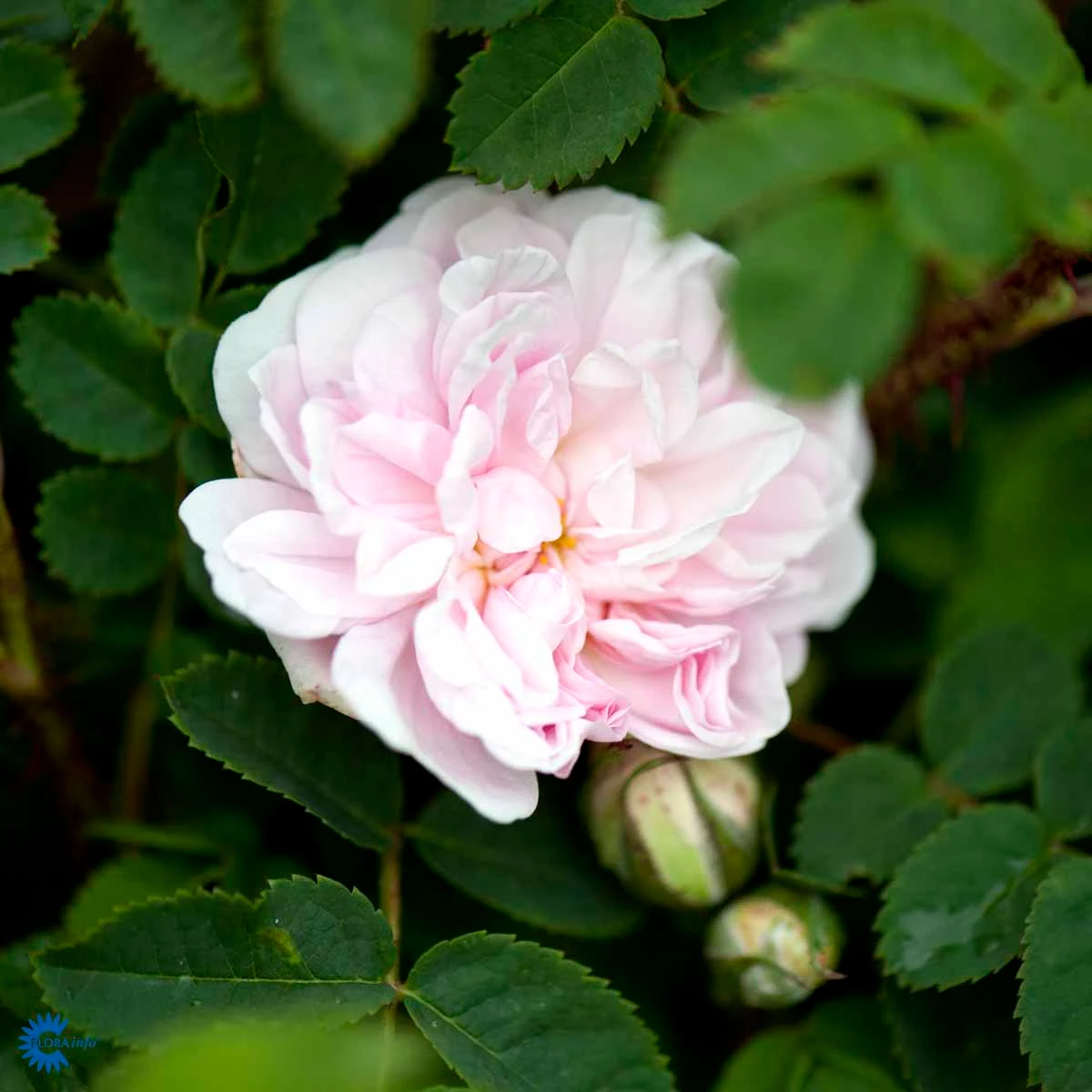 Historisk rose, Rosa Pimp. 'Stanwell Perpetual', 4 liter potte | Plantorama