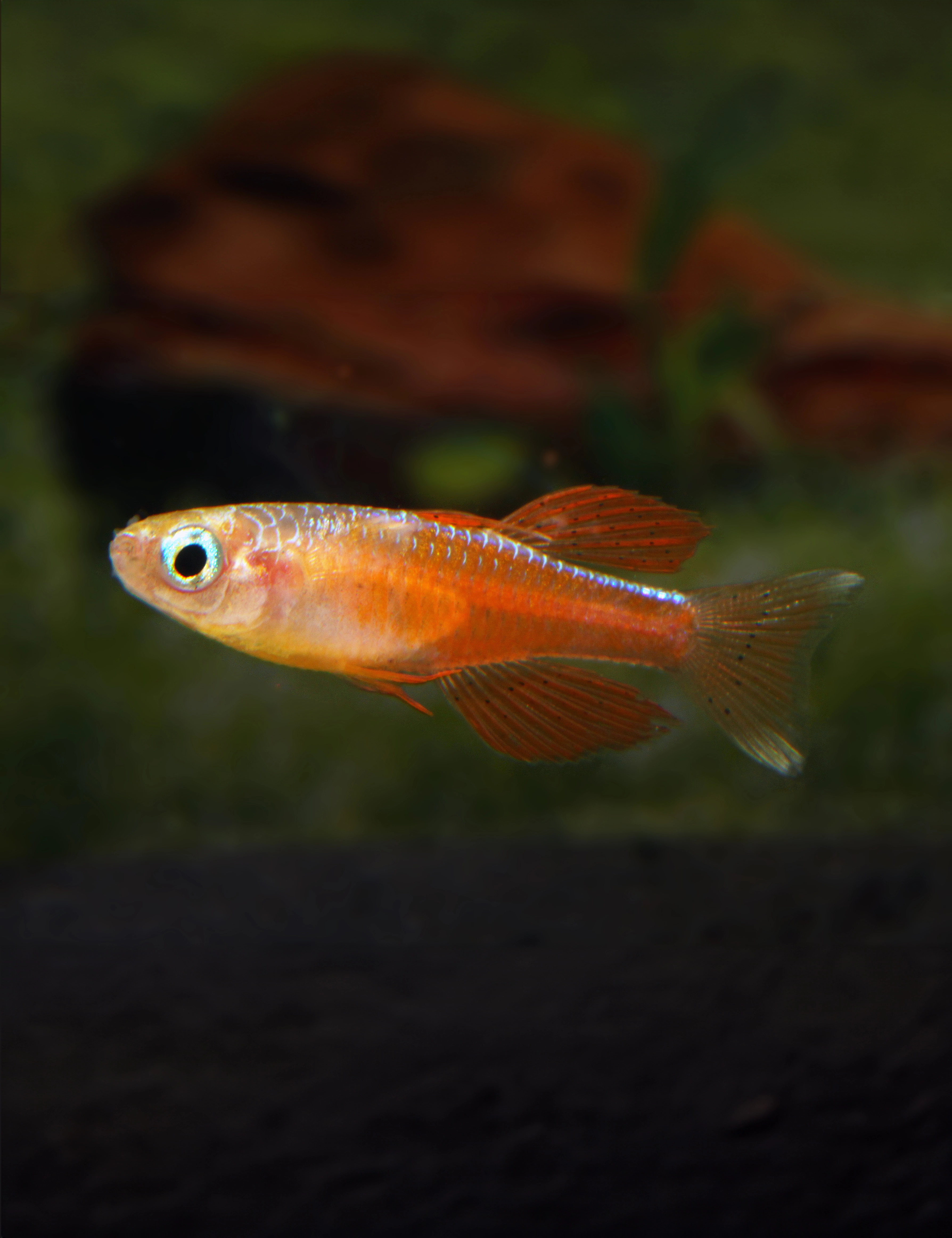 Regnbue Betta Fisk Jacke Regnbue Gr. 56 122 Snyggli