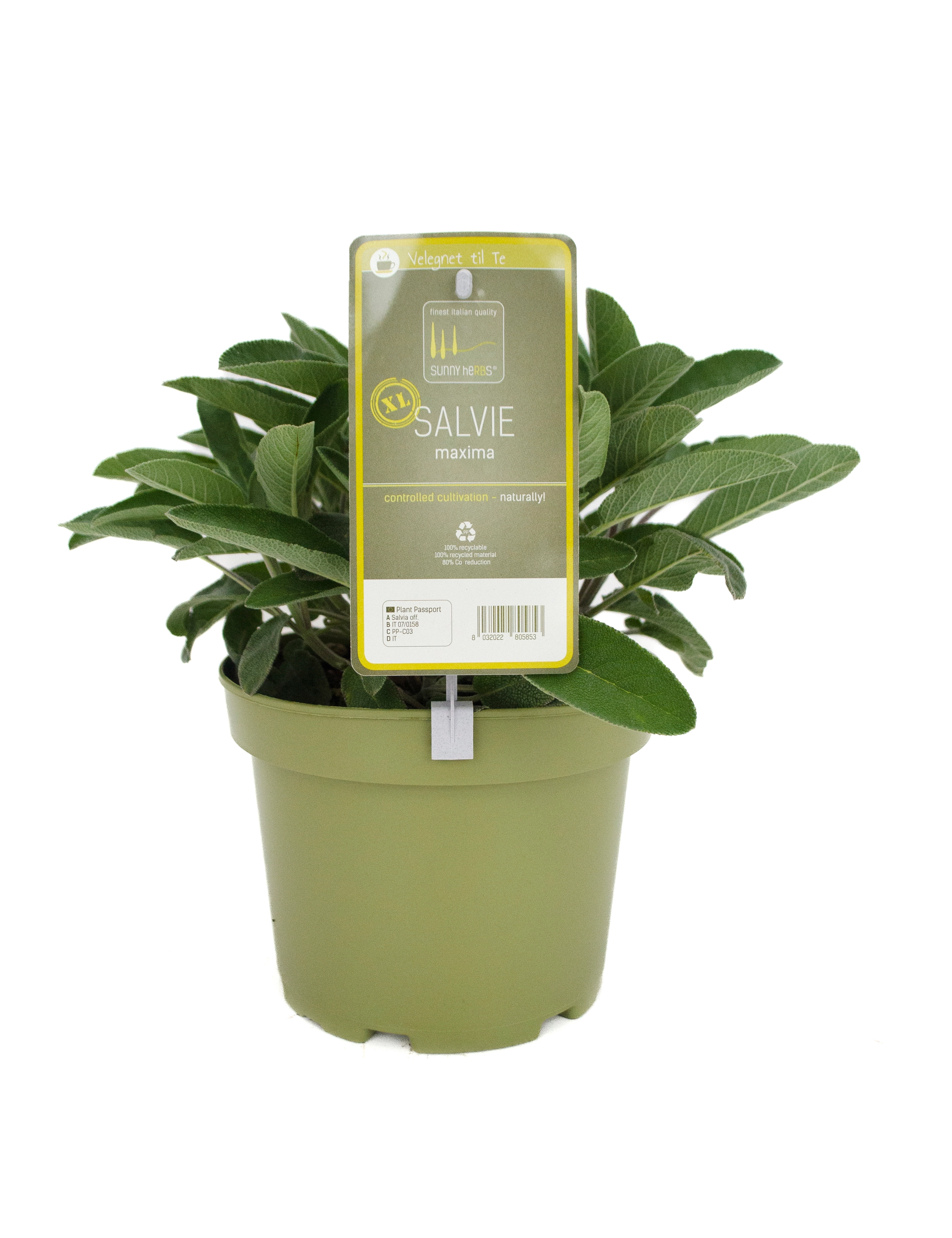 Salvie 'Sunny Herbs', Salvia Off.Maxima, Ø19 cm potte | Plantorama