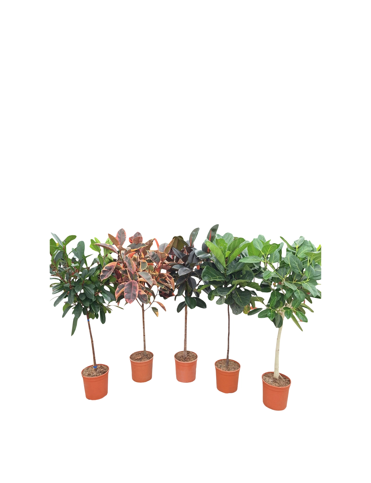 Stuefigen, flere varianter, Ficus mix, Ø24 cm potte | Plantorama