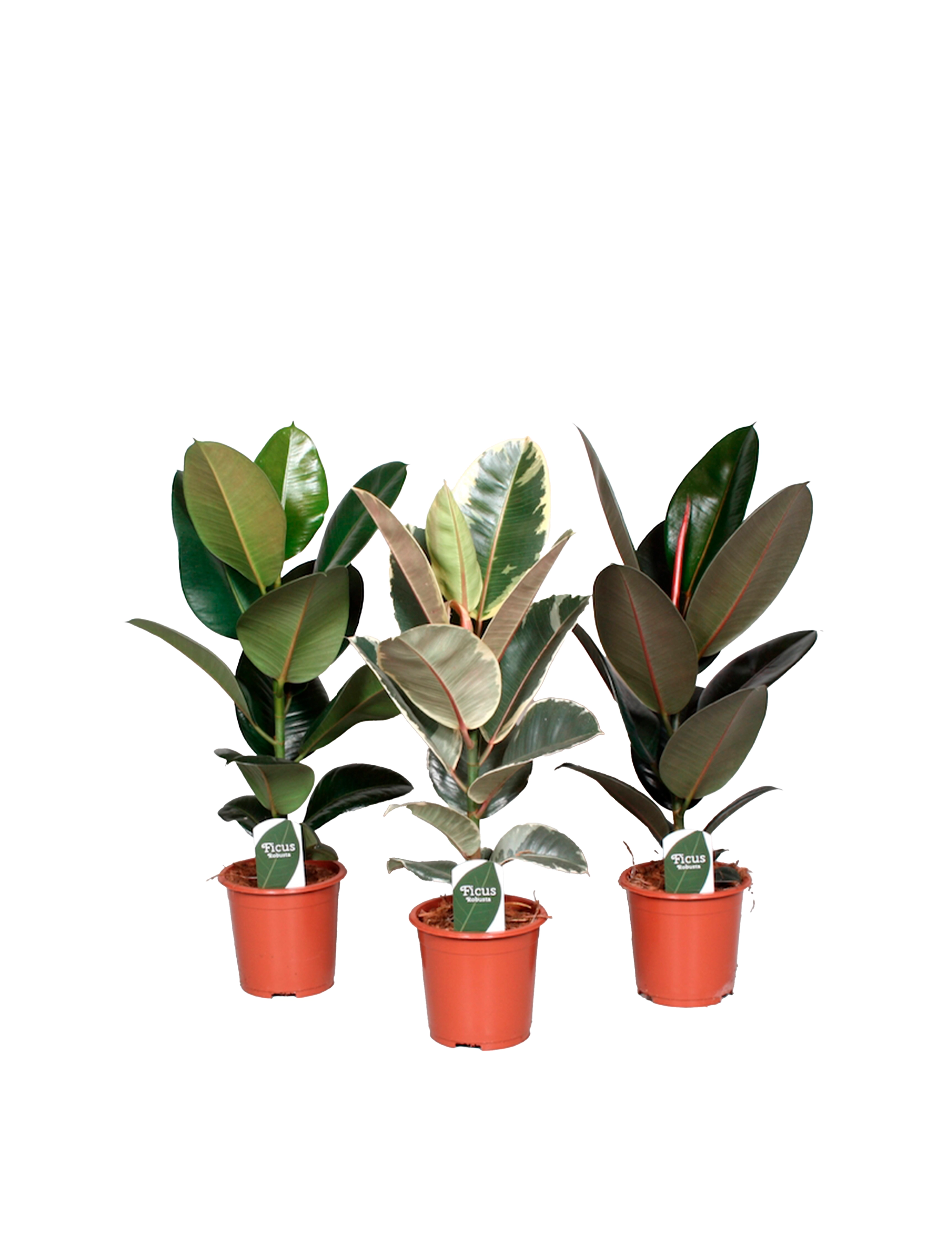 Ficus, Ficus elas. mix, Ø17 cm potte | Plantorama