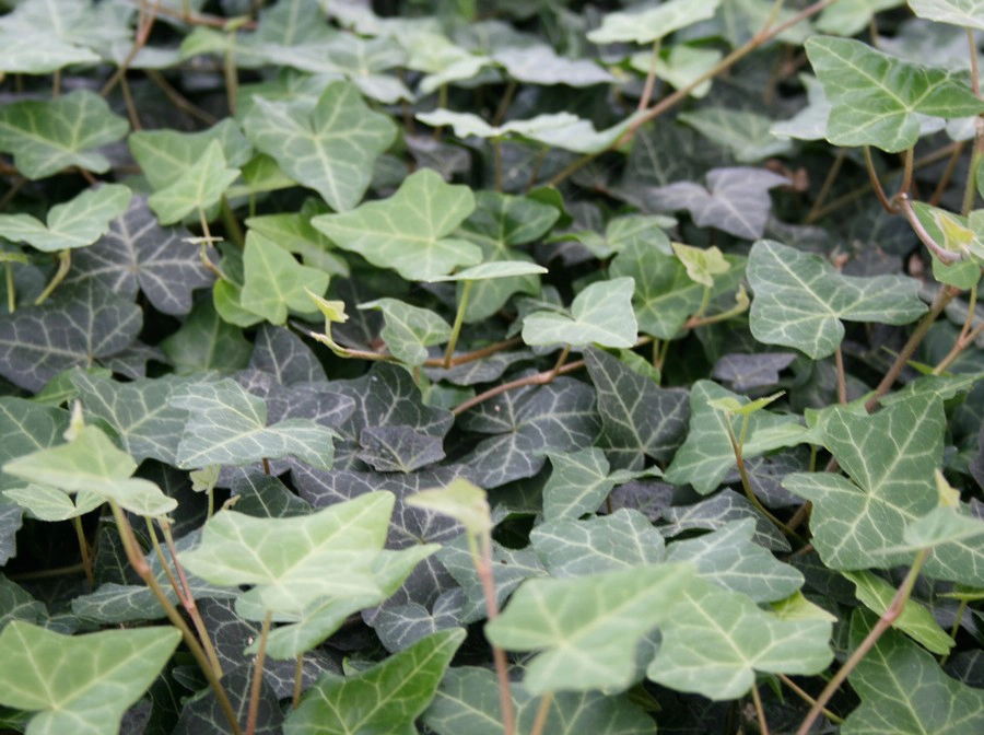 Efeu/vedbend, Hedera helix 'Hevil', Ø10 potte | Plantorama