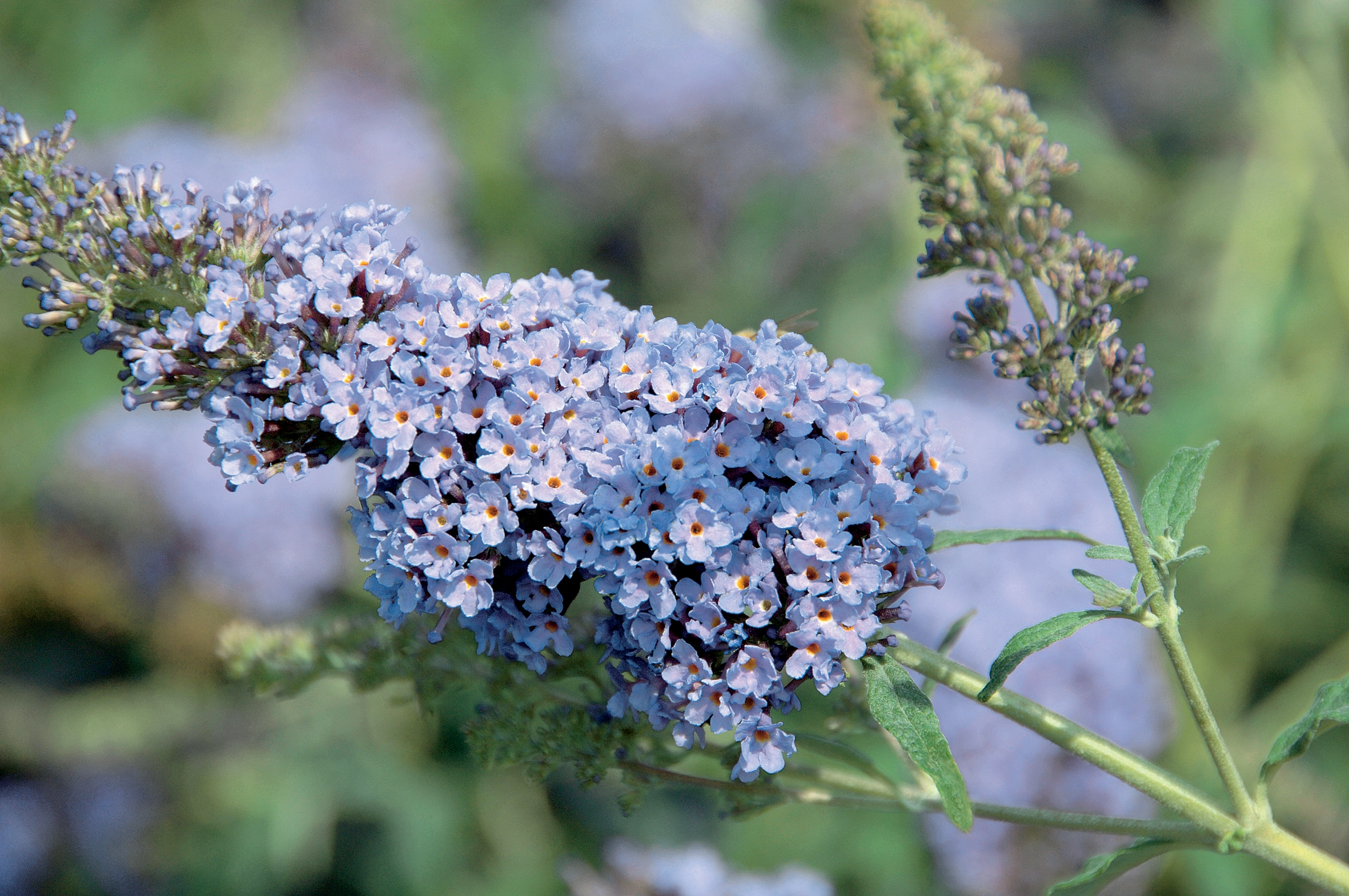 Dværg sommerfuglebusk, Buddleja davidii 'Buzz Sky Blue'®, 7 liter potte ...