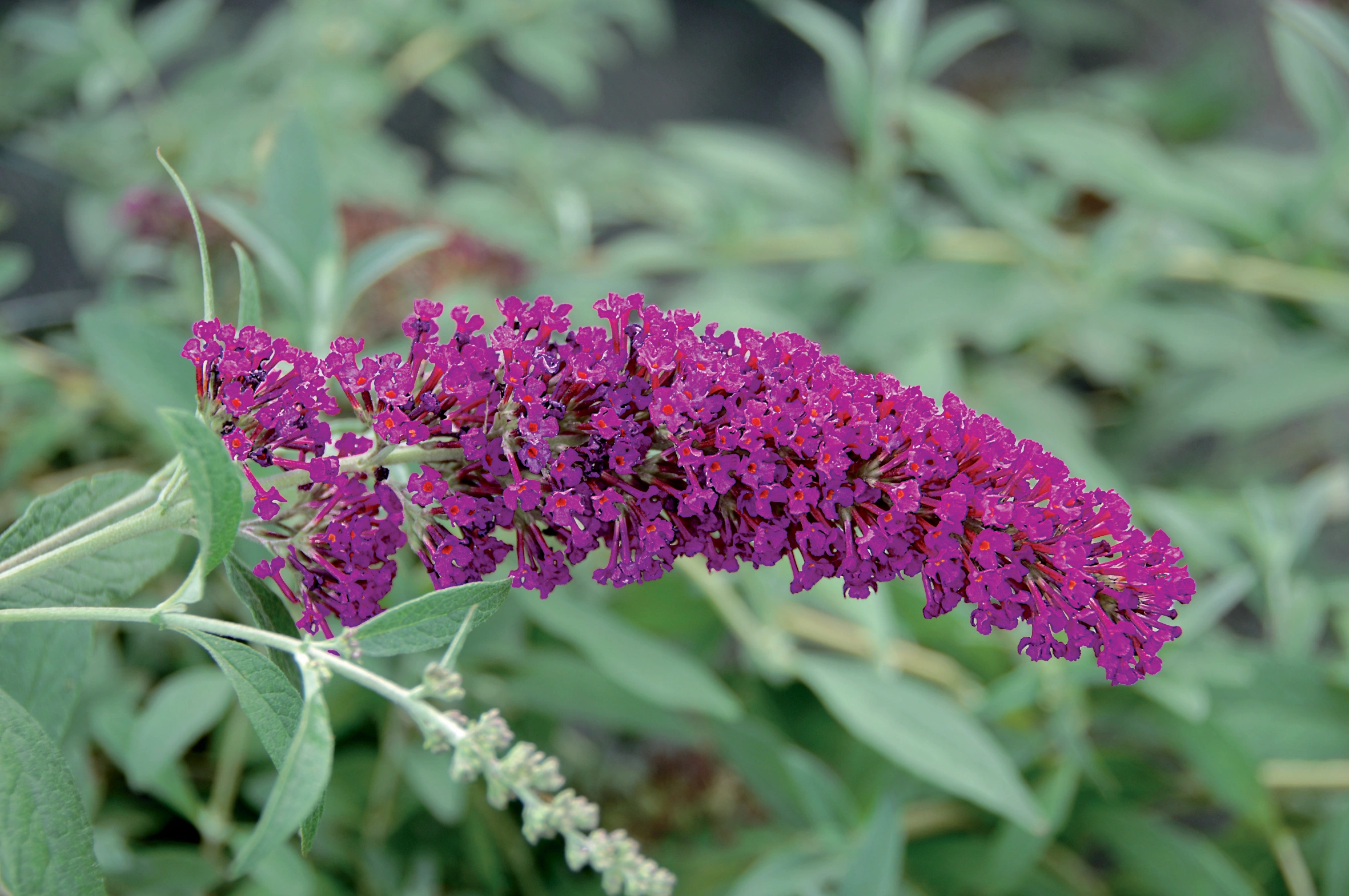 Dværg sommerfuglebusk, Buddleja davidii 'Buzz Magenta'®, 7 liter potte ...