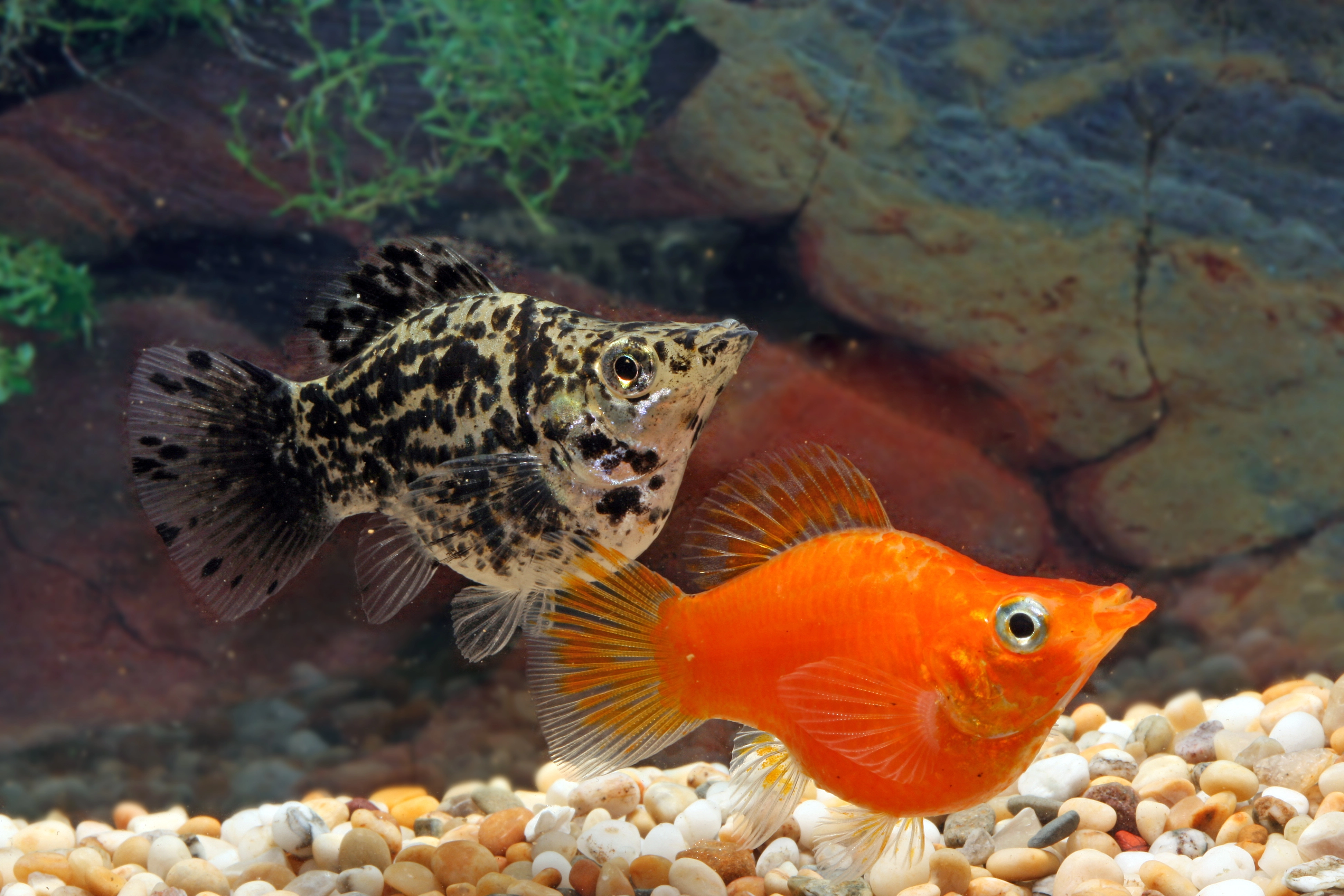 Molly ballon mix 3-4 cm | Plantorama