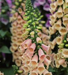 Fingerbøl, Digitalis purpurea 'Dalmatian Peach', 1 liter potte | Plantorama