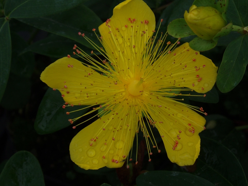 Perikon, Hypericum calycinum, 1 liter potte | Plantorama