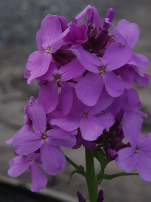 Natviol, Hesperis matronalis, 1 liter potte | Plantorama