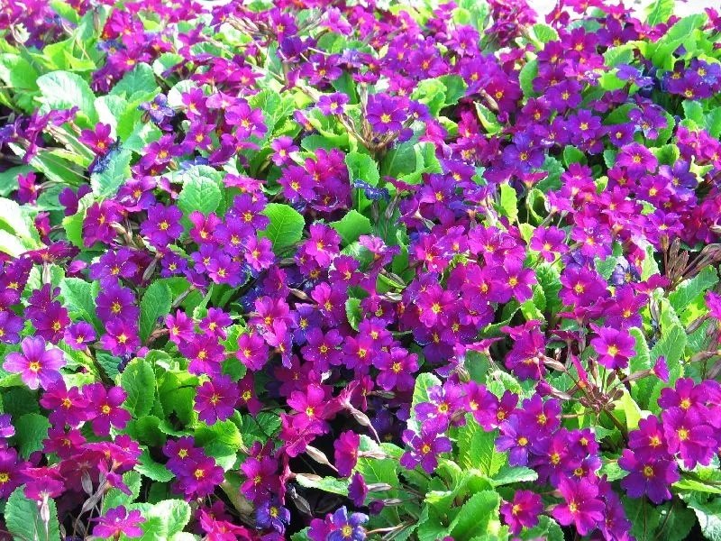 Pudeprimula, Primula juliae 'Wanda', 1 liter potte | Plantorama