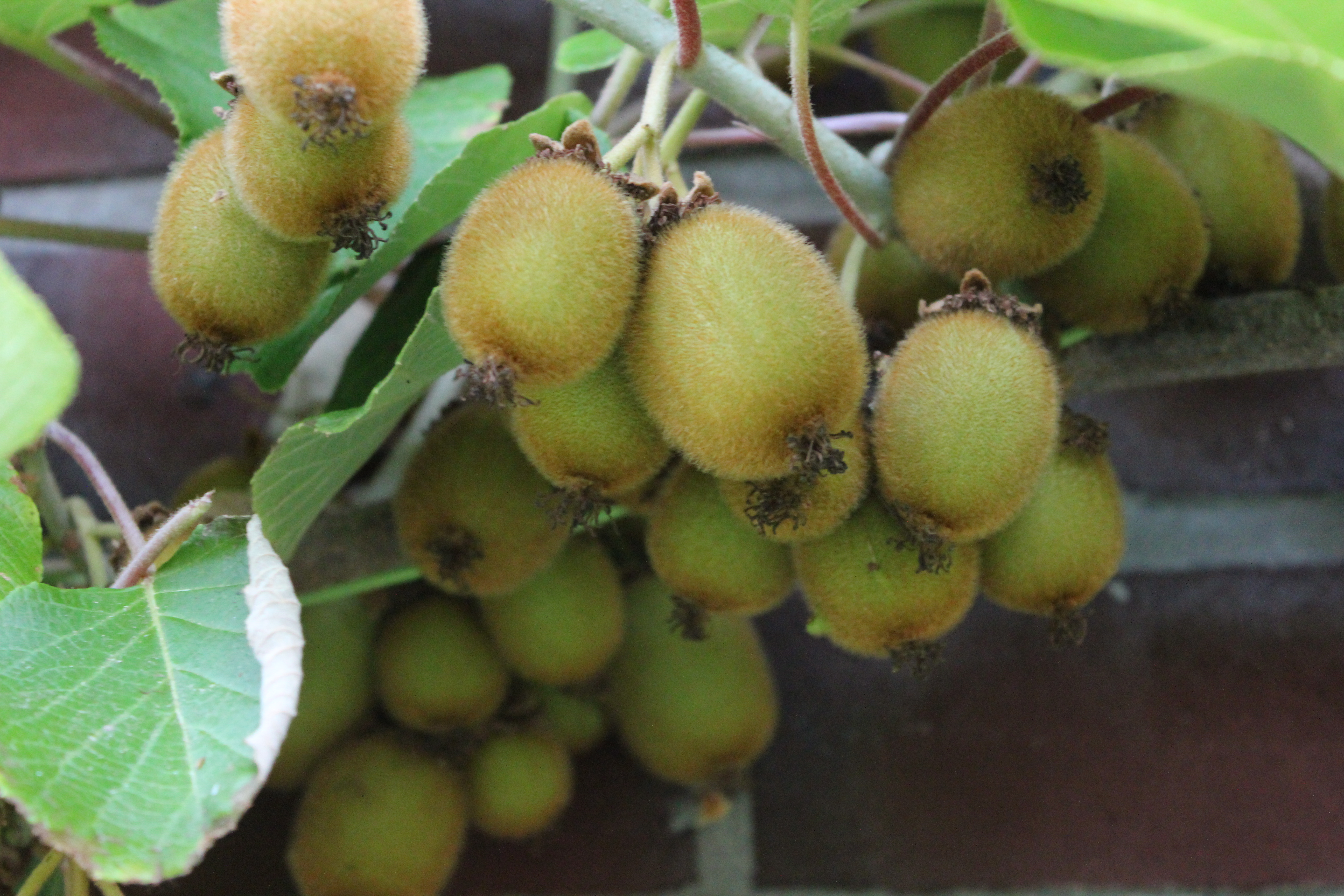Kiwi, hermafrodit, Actinidia chinesis 'Boskoop', 2 liter potte, 60-100 ...
