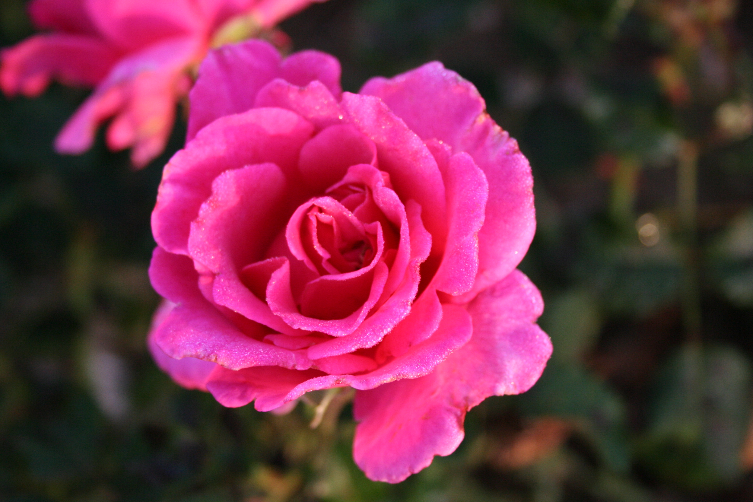 Renaissance rose, barrod, Rosa 'Prinsesse Alexandra™' , | Plantorama