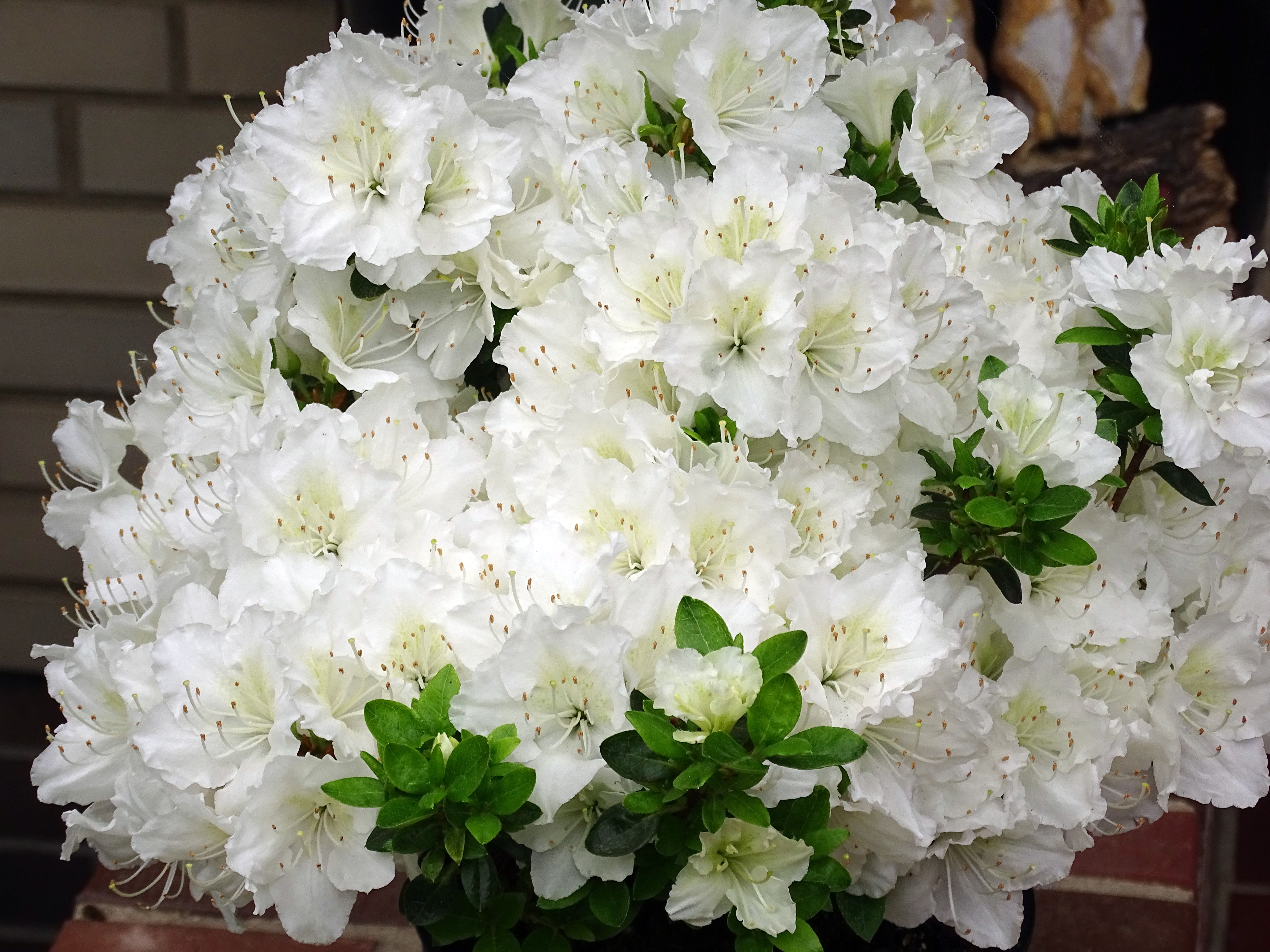 Japansk azalea Rhododendron japonicum 'Maischnee' 5 liter potte ...
