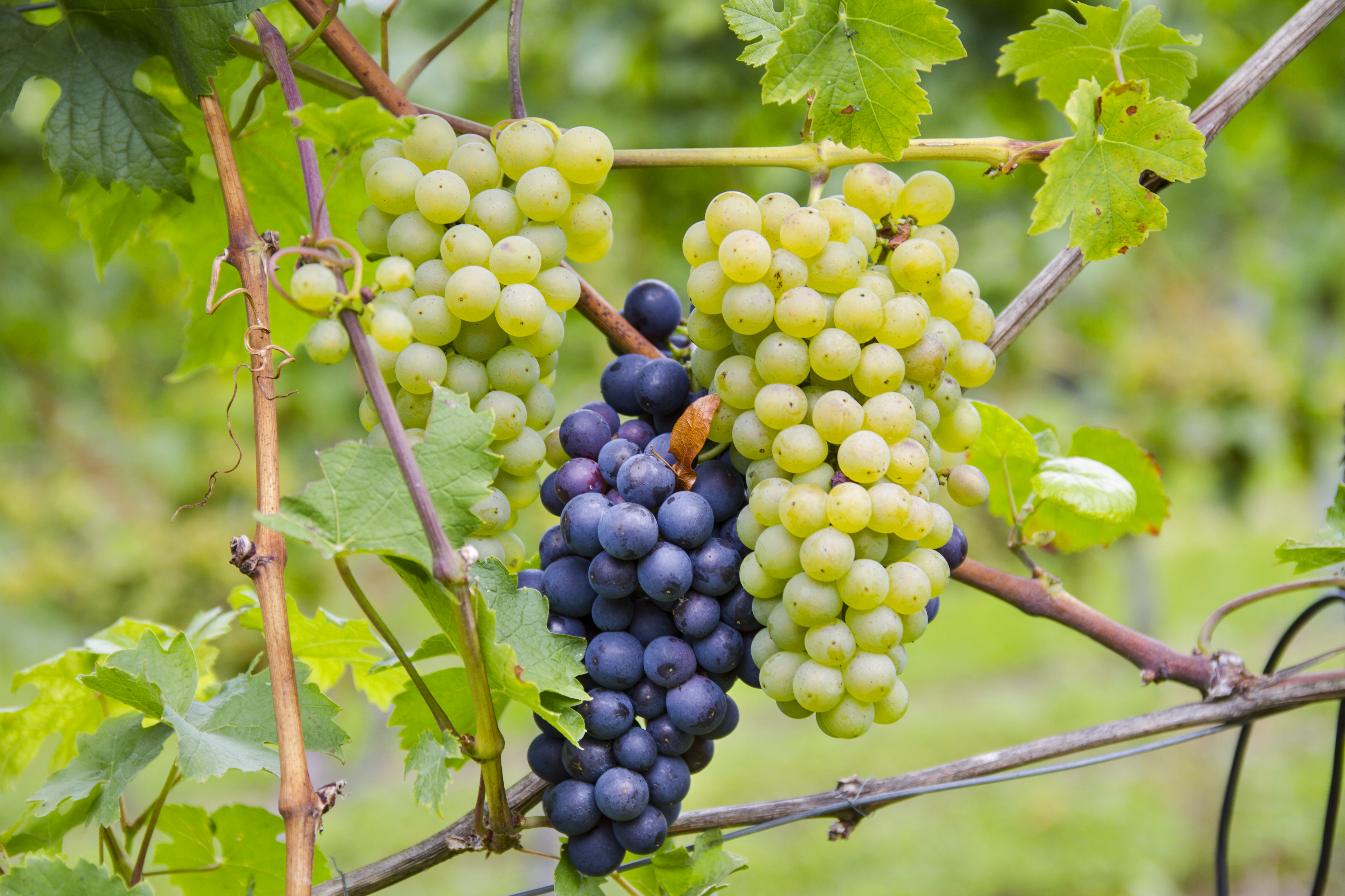 Vindrue, Vitis, Duo, 6 liter potte, espalier | Plantorama